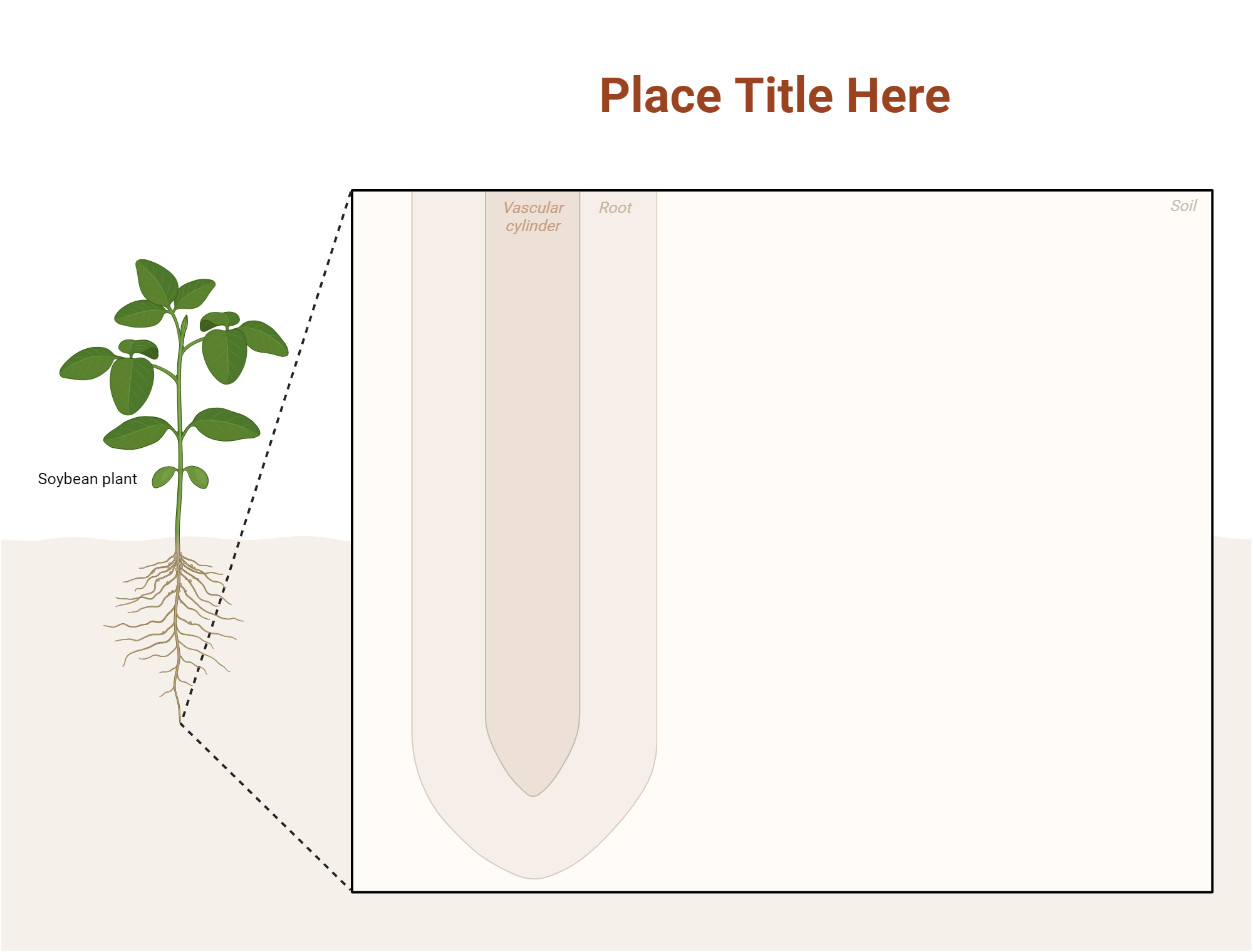 Soybean Plant with Root Callout (Layout) | BioRender Science Templates