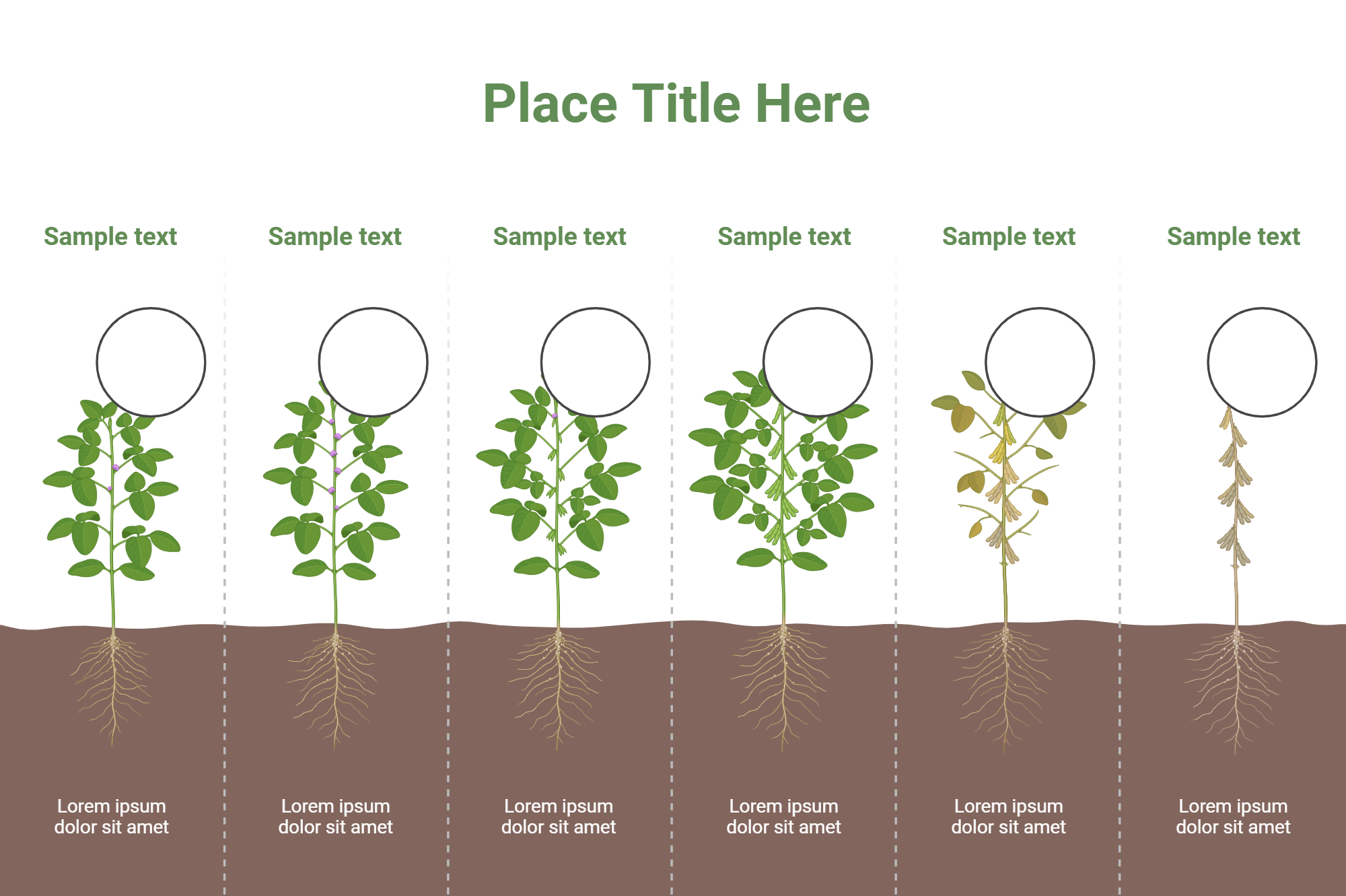 Soybean Stages with Callouts (Layout, 6 Steps) | BioRender Science ...