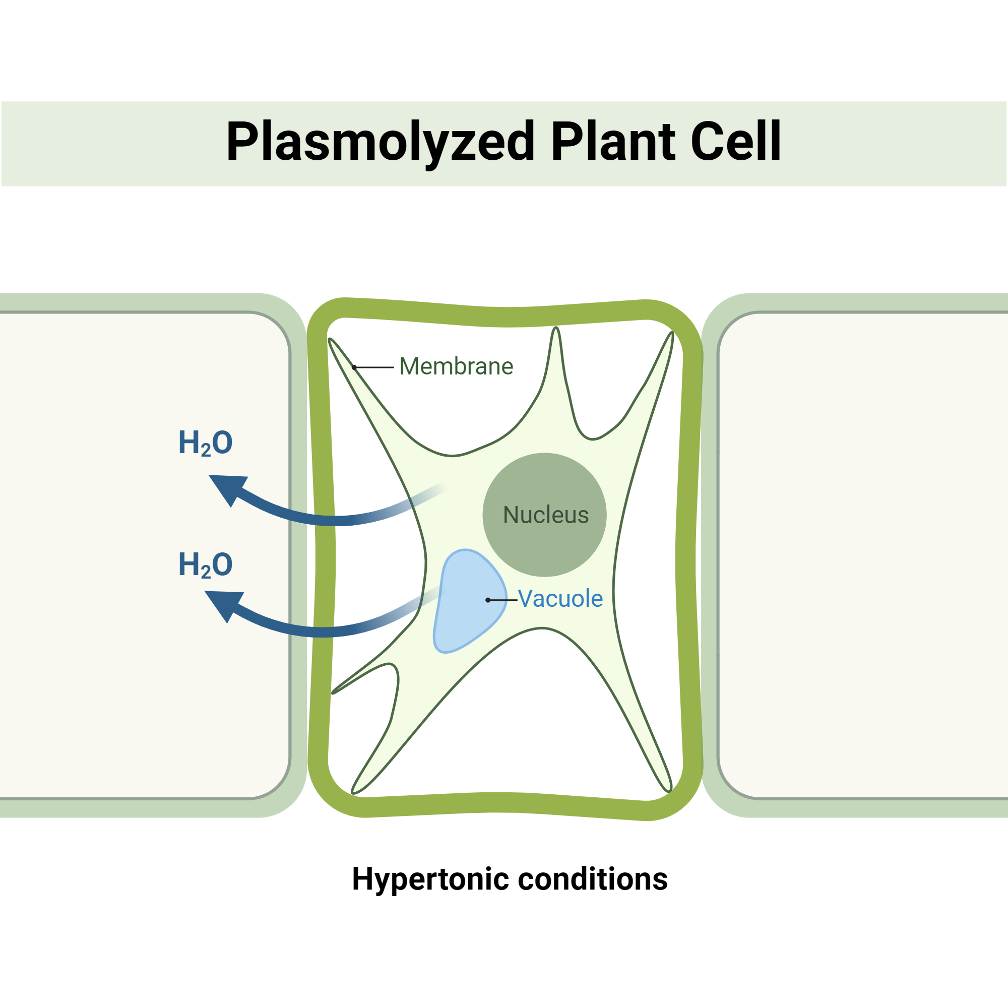Plasmolyzed Plant Cell | BioRender Science Templates