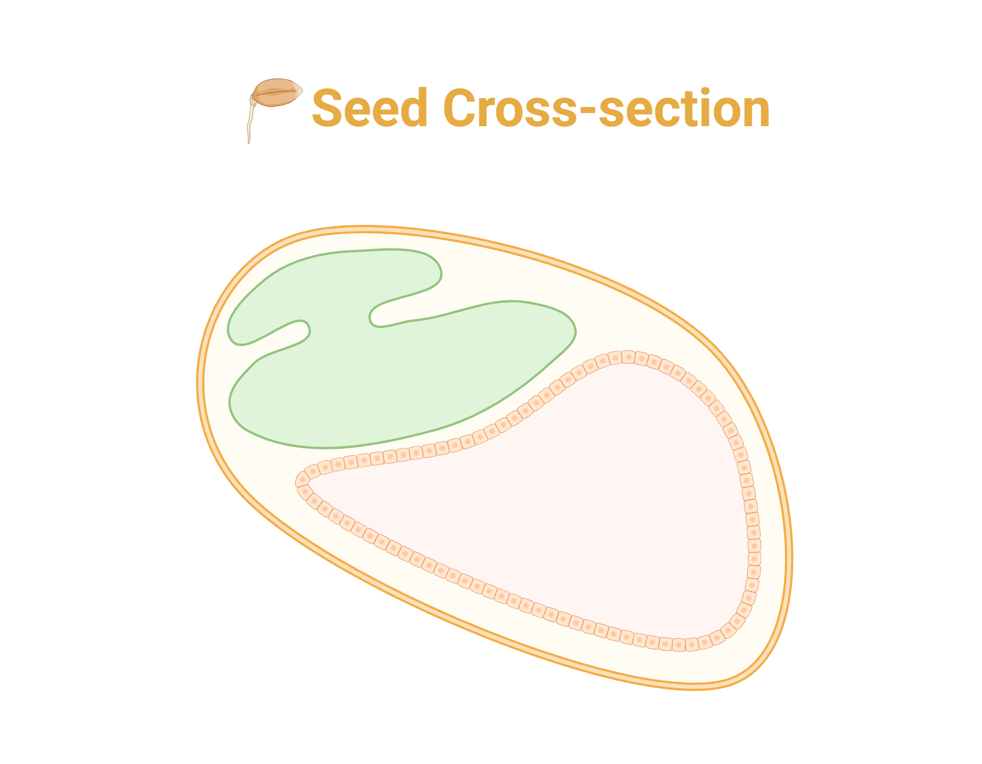 Seed Cross-section (Layout) | BioRender Science Templates