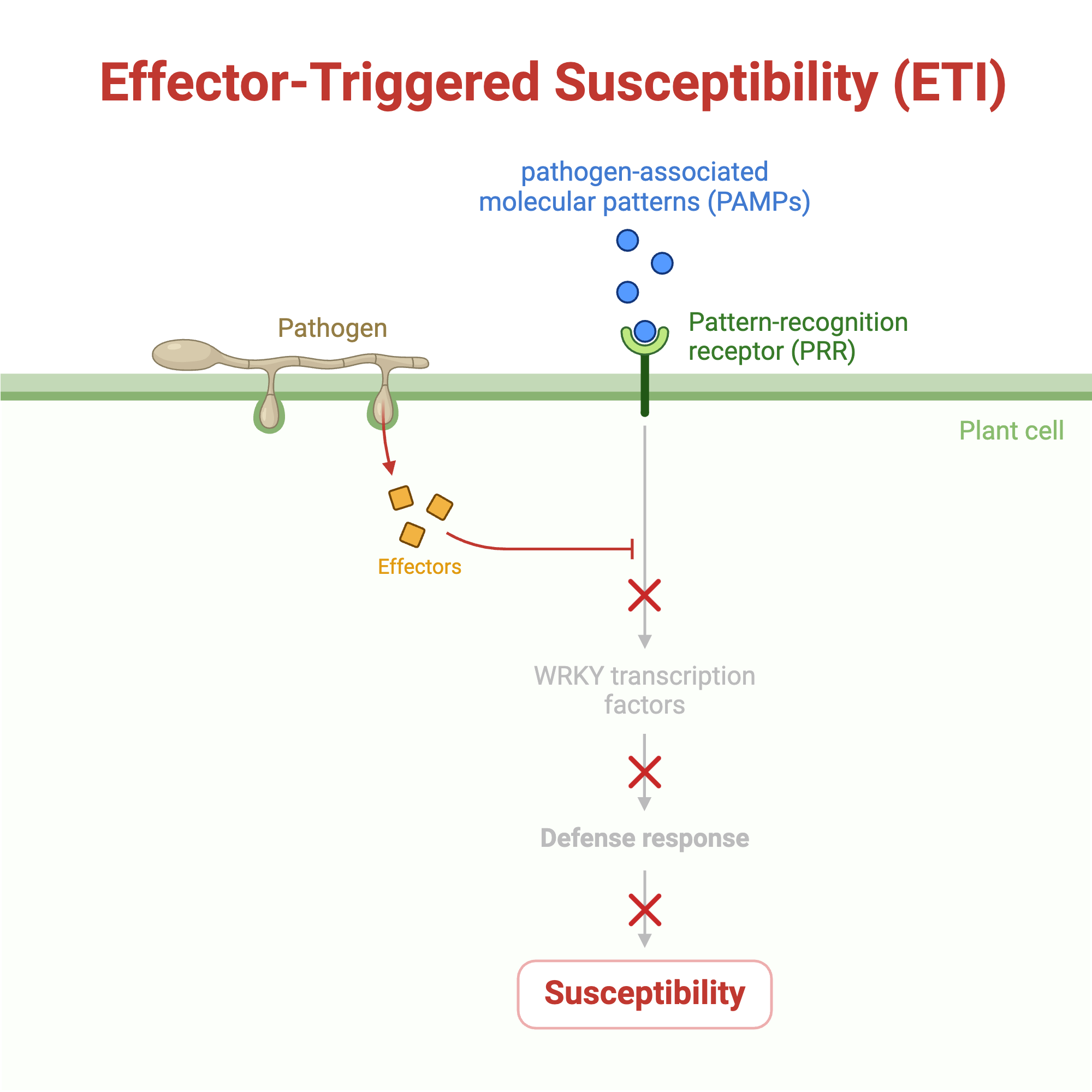 Effector-Triggered Susceptibility (ETS) in Plants | BioRender Science ...