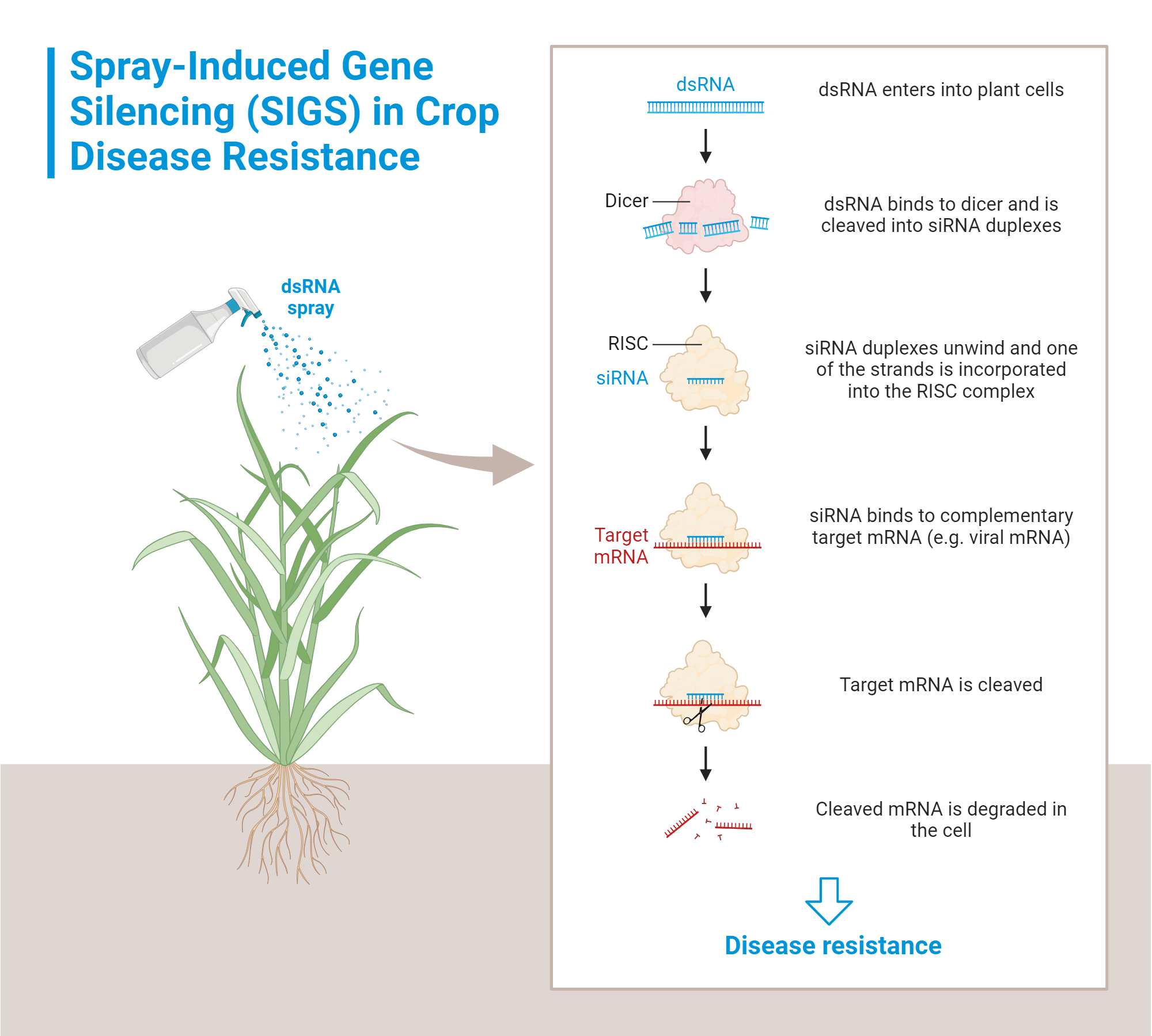 Spray-Induced Gene Silencing (SIGS) in Crop Disease Resistance ...