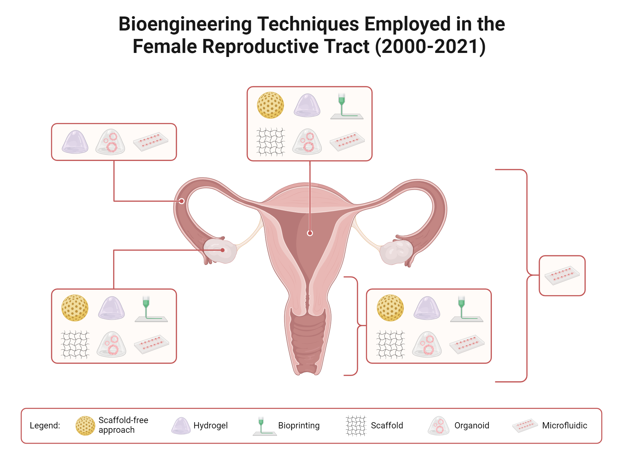 Bioengineering Techniques Employed in the Female Reproductive Tract ...