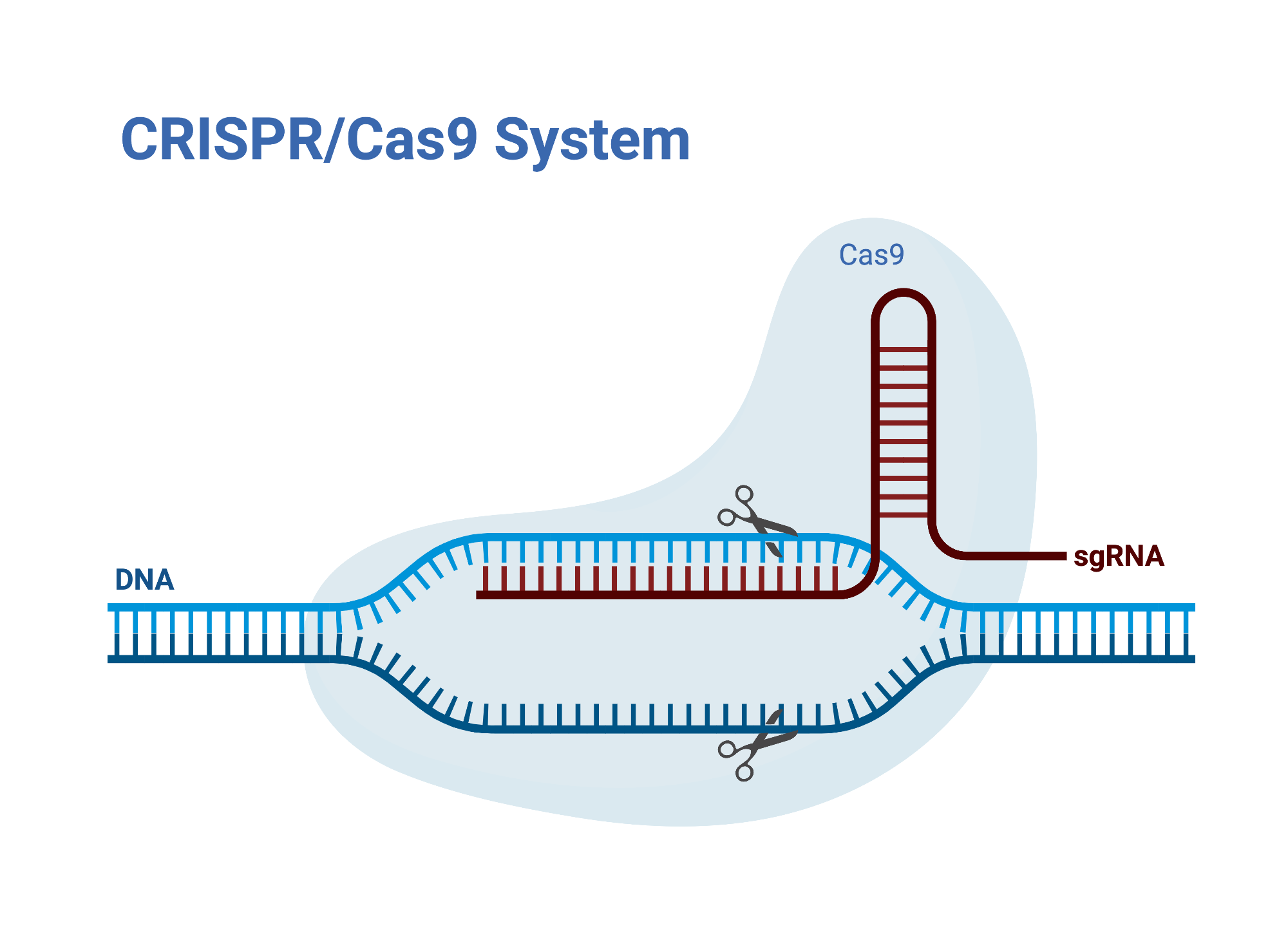 CRISPR/Cas9 System | BioRender Science Templates