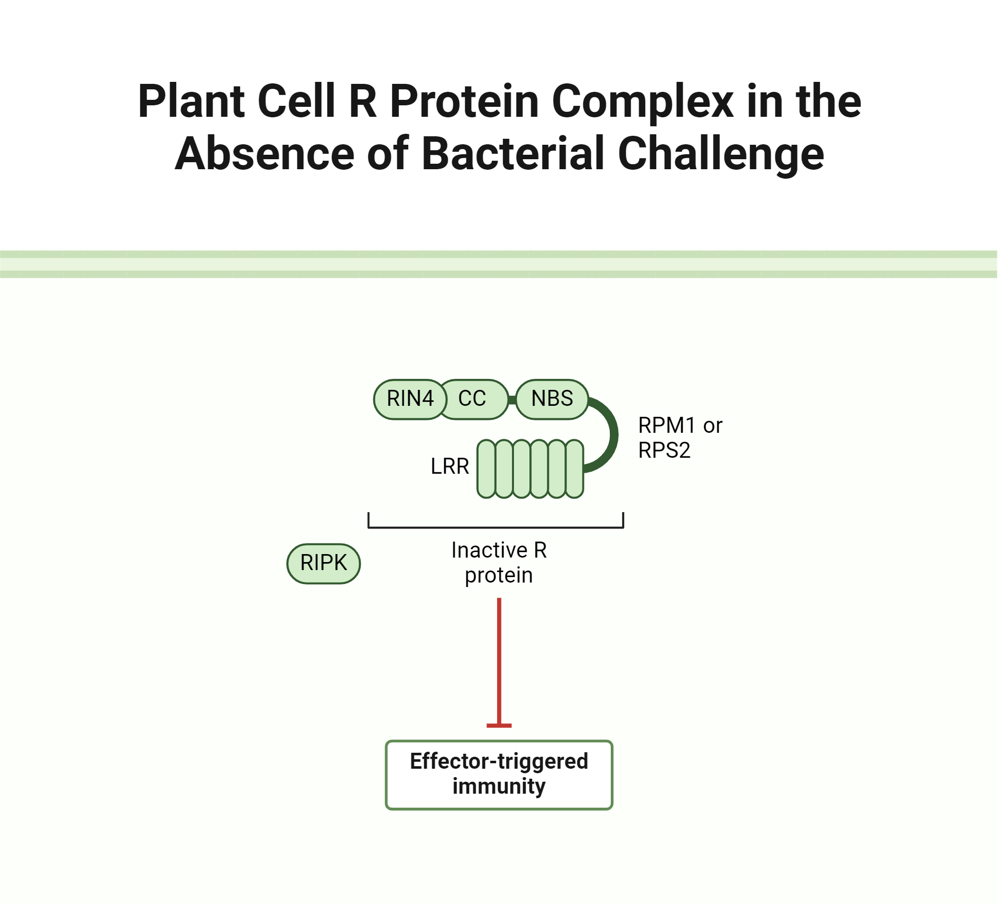 Plant Cell R Protein Complex in the Absence of Bacterial Challenge ...