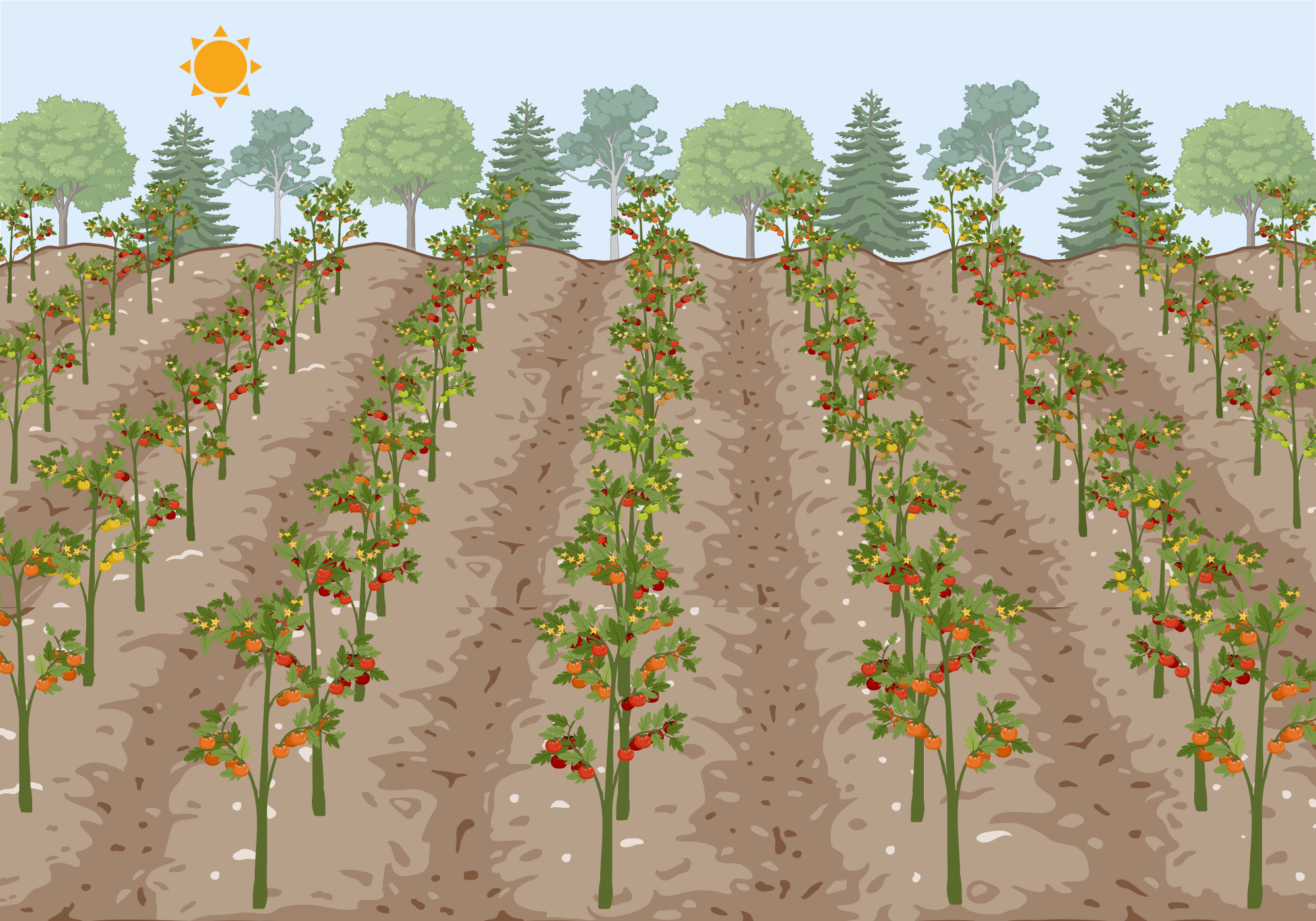 Tomato Field | BioRender Science Templates