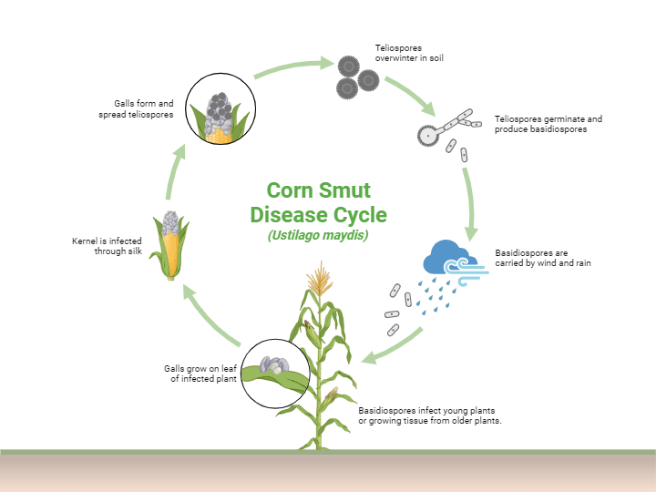 Corn Smut Life Cycle | BioRender Science Templates