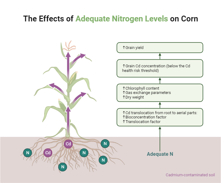 The Effects of Adequate Nitrogen Levels on Corn | BioRender Science ...