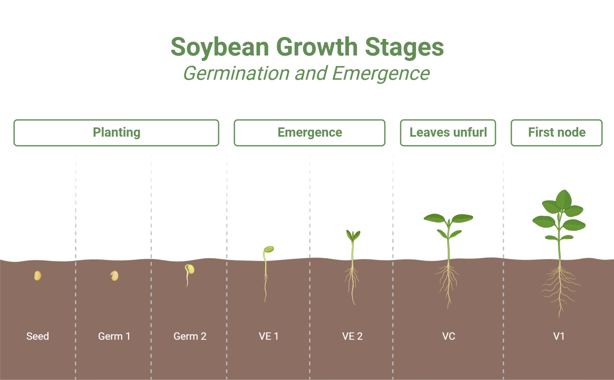 Soybean Growth Stages: Germination and Emergence | BioRender Science ...