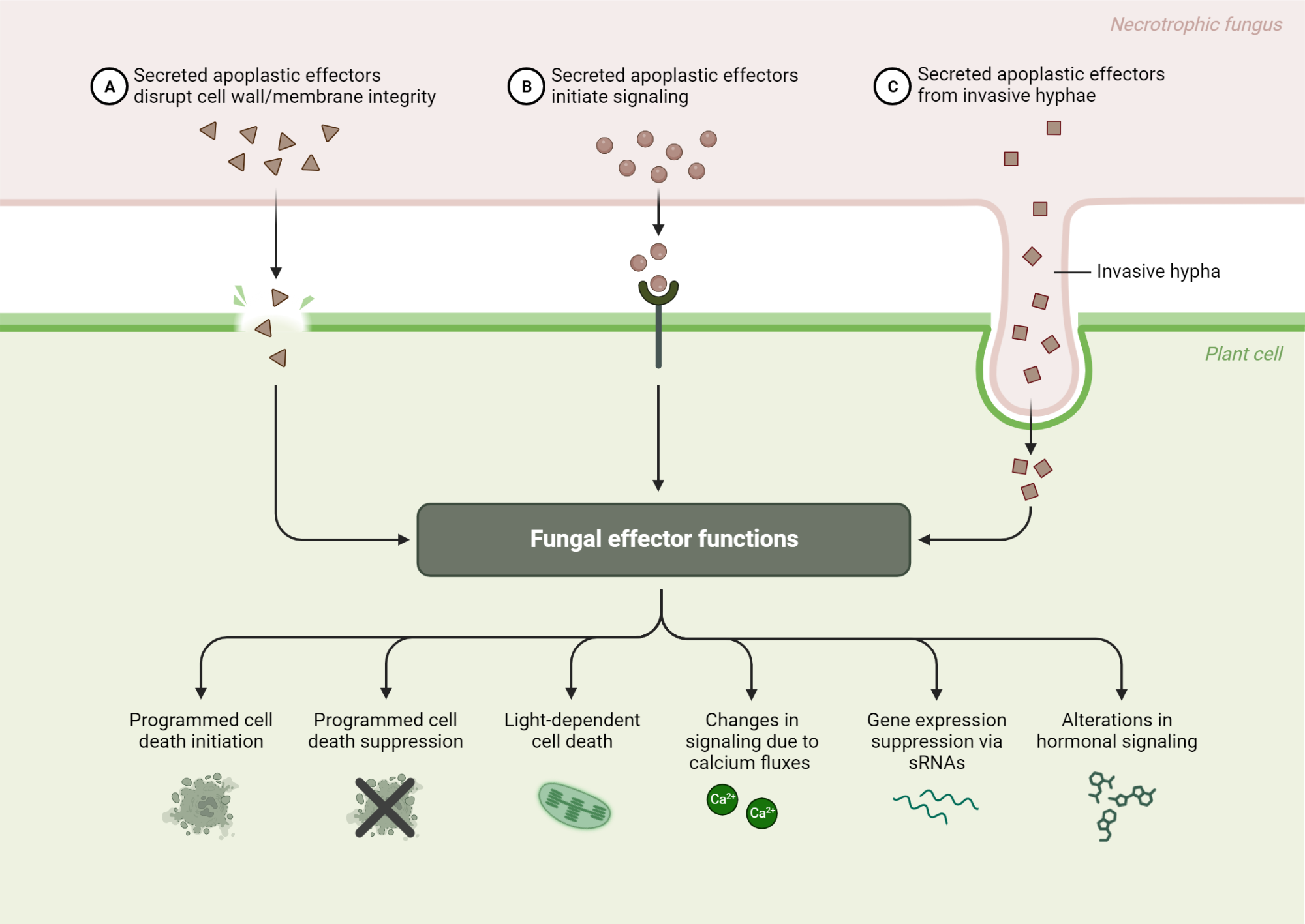 Necrotrophic Fungus and Plant Cell Interaction Effects | BioRender ...
