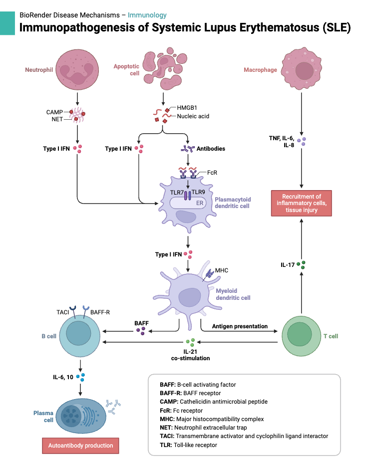 Immunopathogenesis of Systemic Lupus Erythematosus (SLE) | BioRender ...