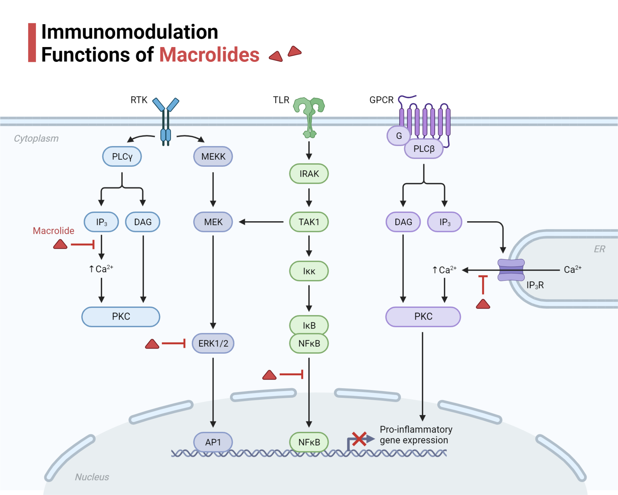 Immunomodulation Functions of Macrolides | BioRender Science Templates