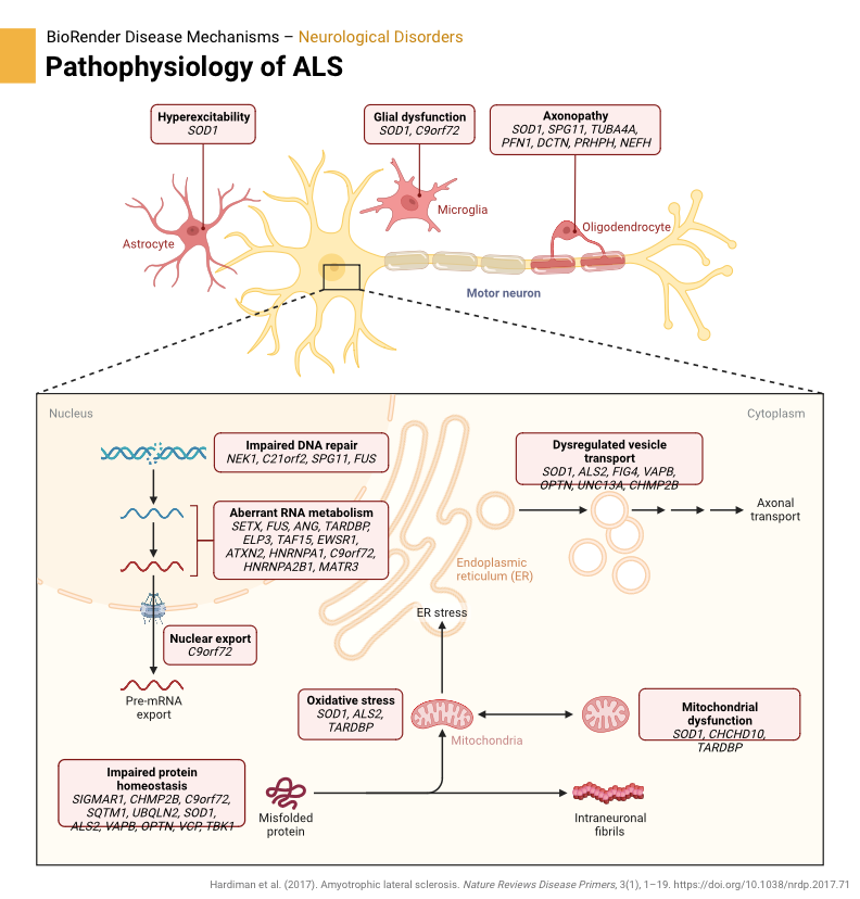 Pathophysiology of ALS | BioRender Science Templates