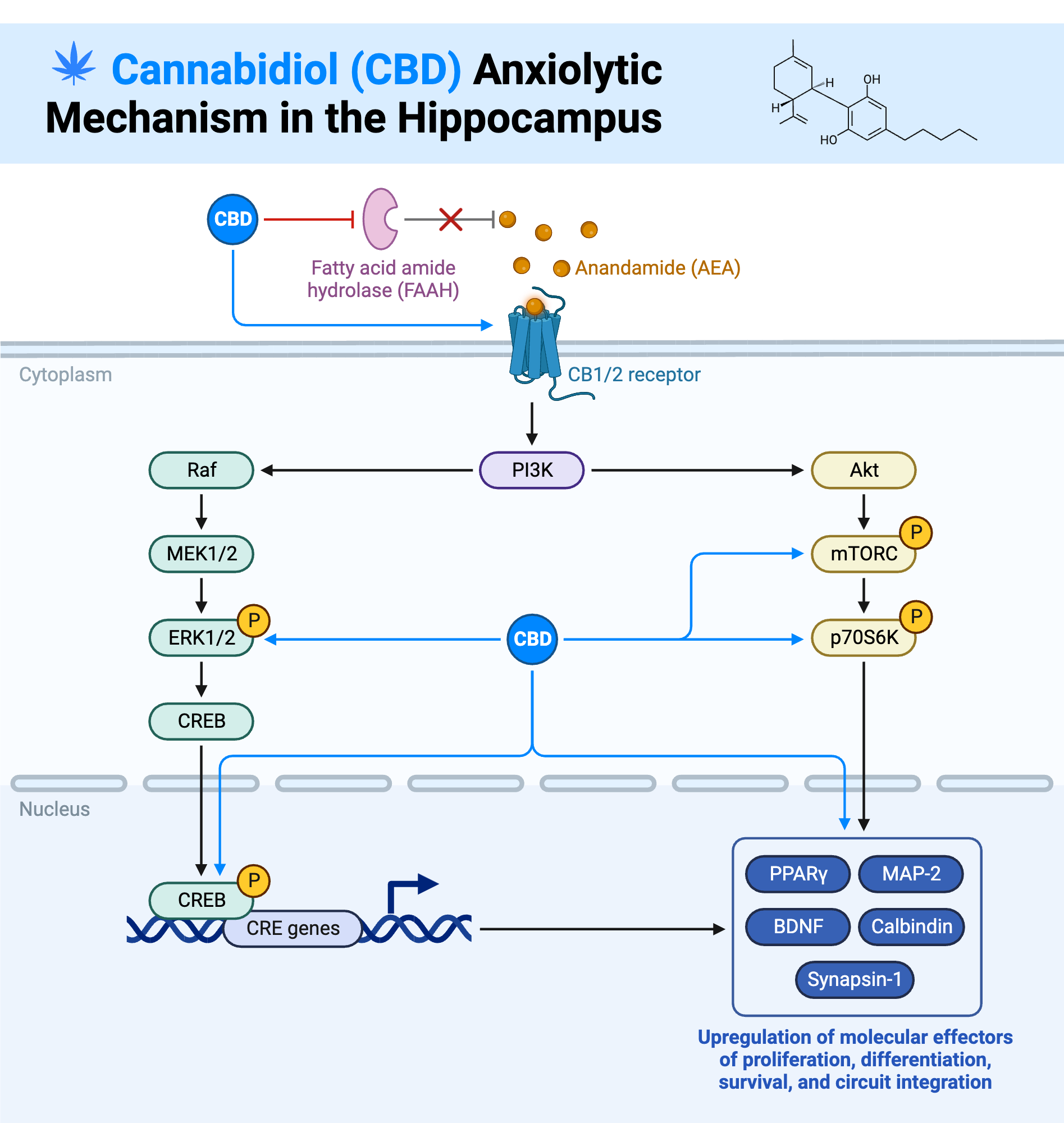 Cannabidiol (CBD) Anxiolytic Mechanism in Hippocampus | BioRender ...