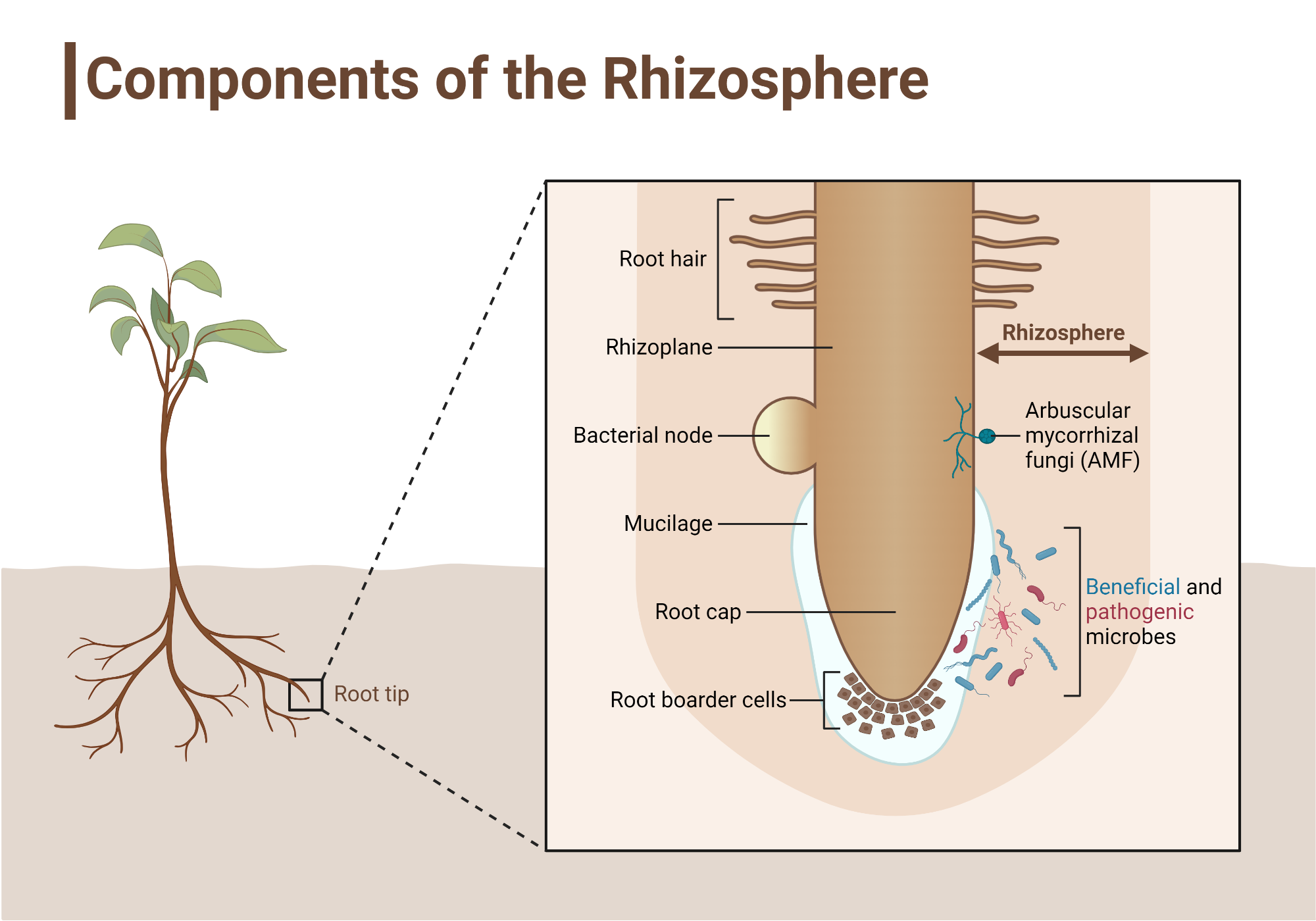 Components of the Rhizosphere | BioRender Science Templates