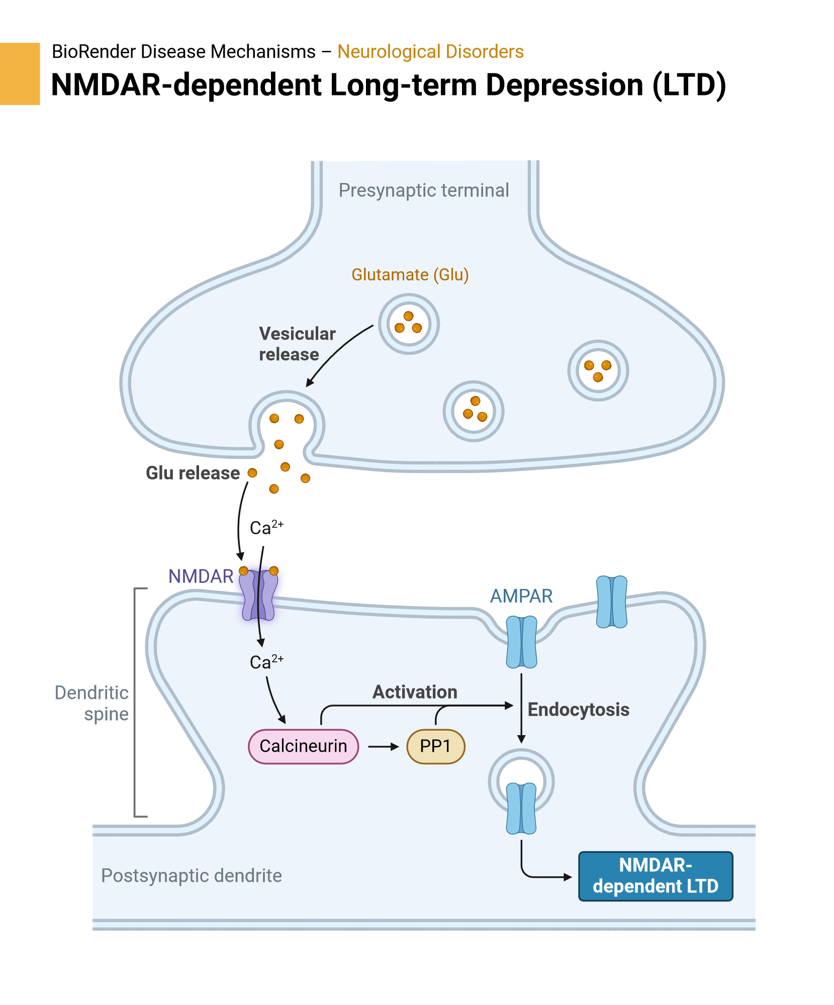 NMDAR-dependent Long-term Depression (LTD) | BioRender Science Templates