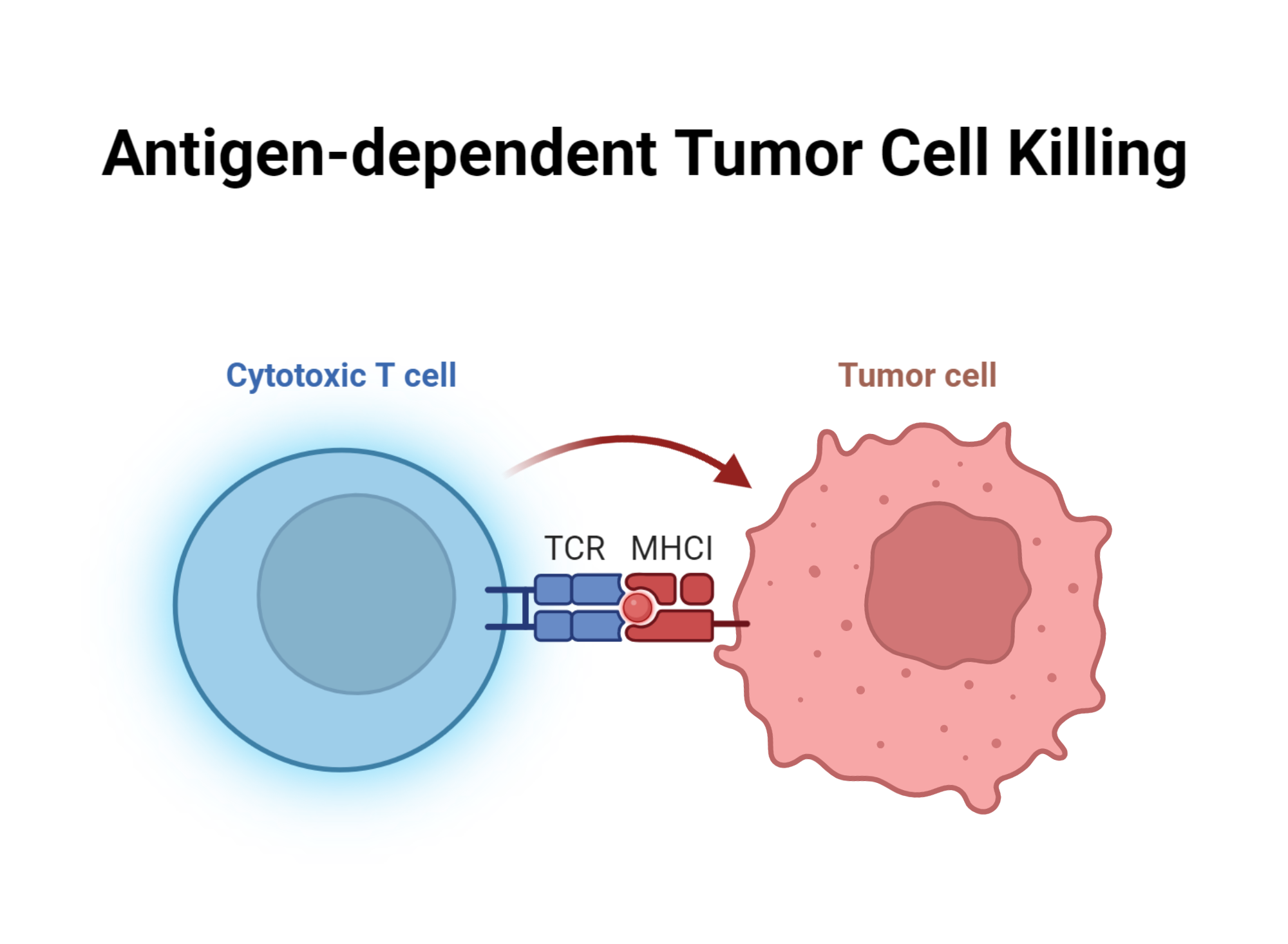 Antigen-dependent Tumor Cell Killing | BioRender Science Templates