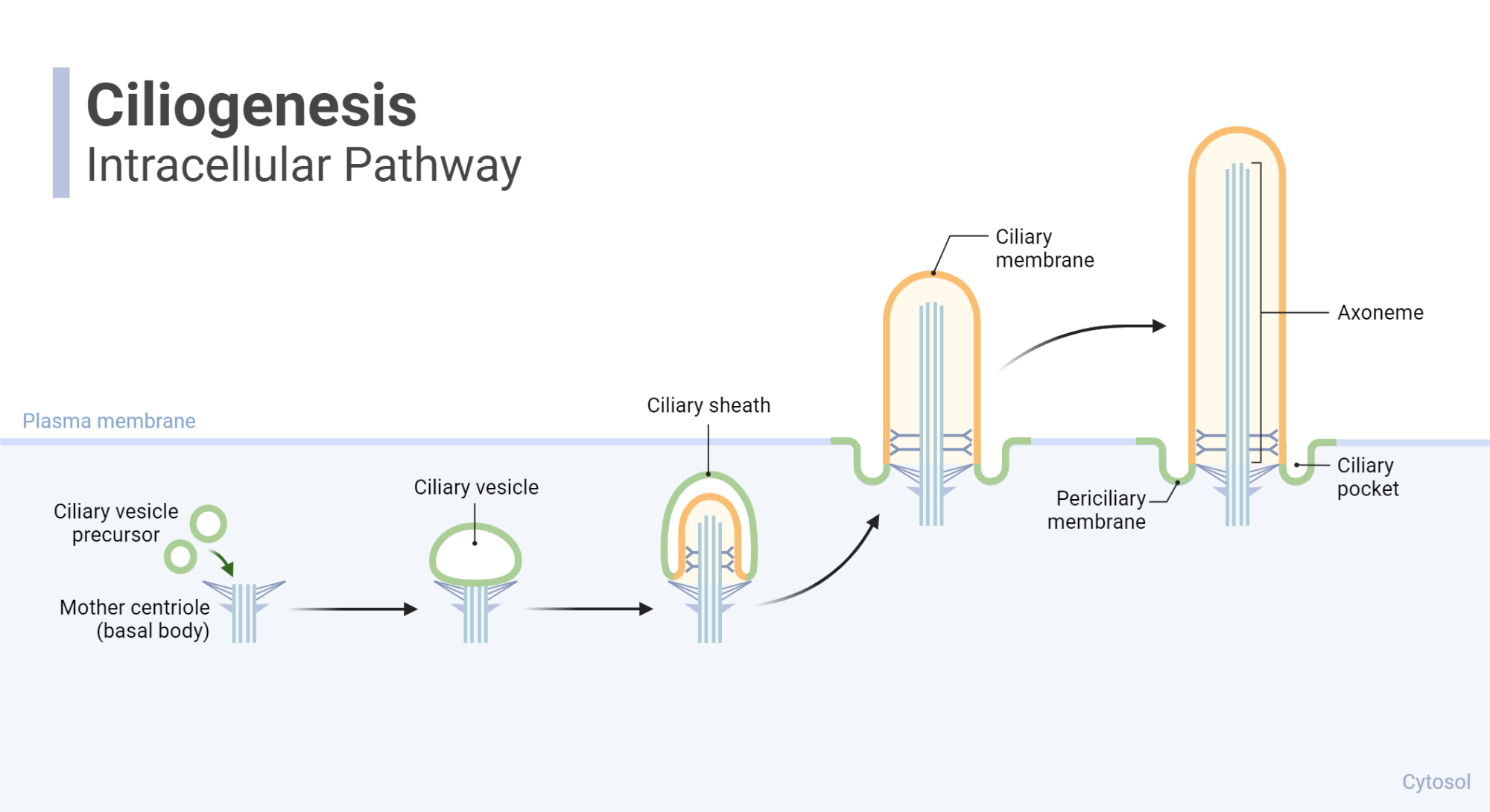 Ciliogenesis - Intracellular Pathway | BioRender Science Templates