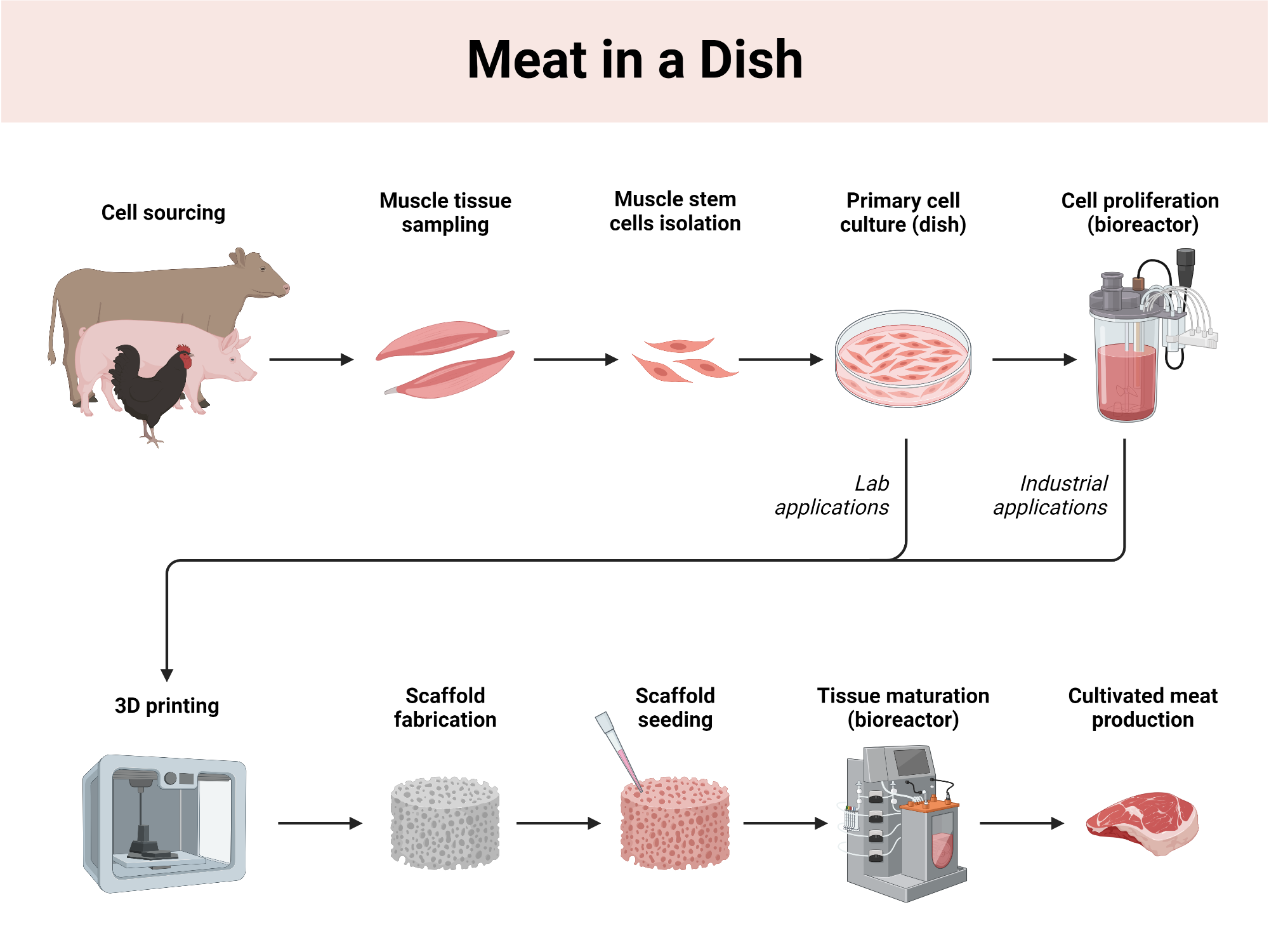 Meat in a Dish | BioRender Science Templates