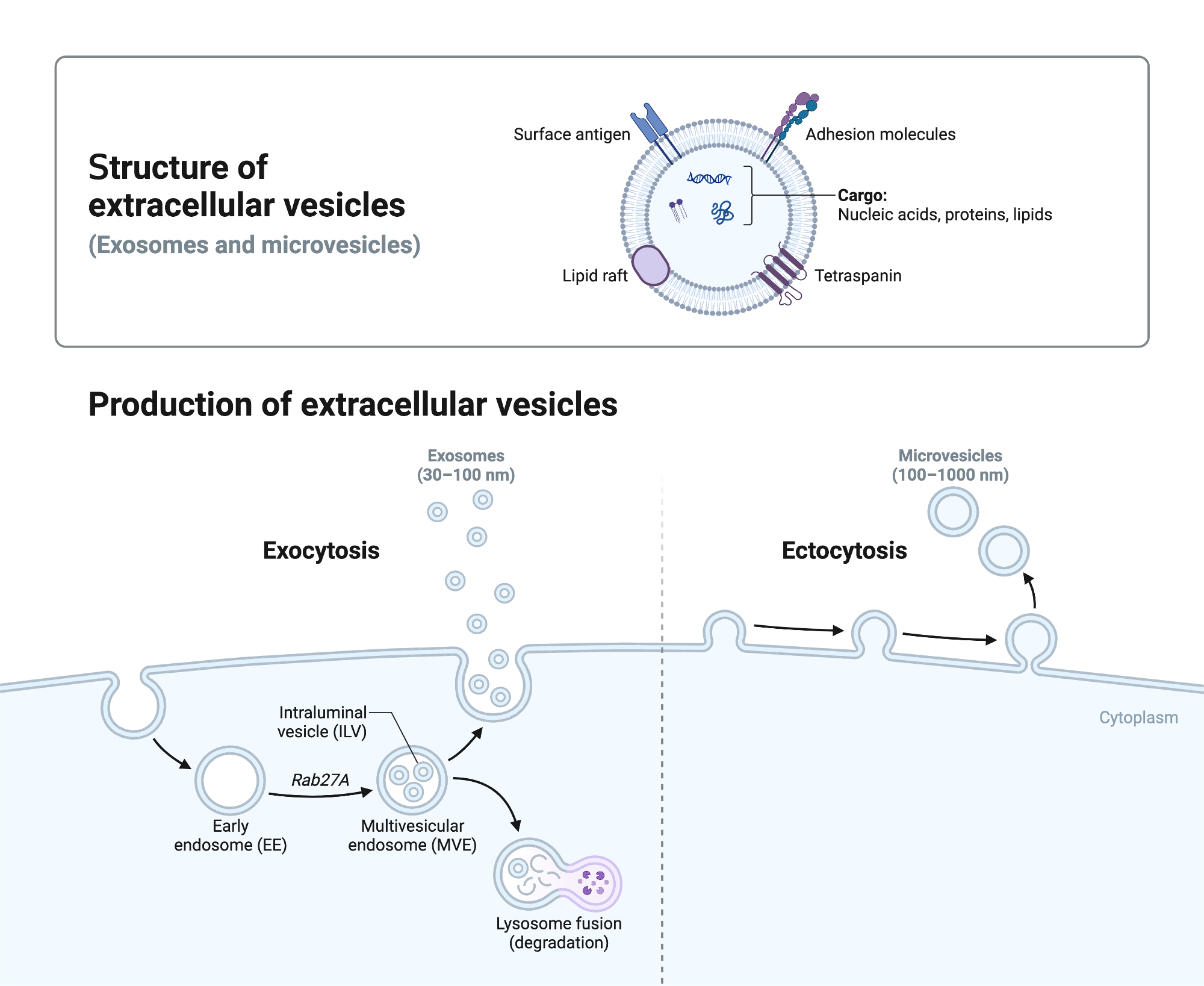 Extracellular Vesicles | BioRender Science Templates