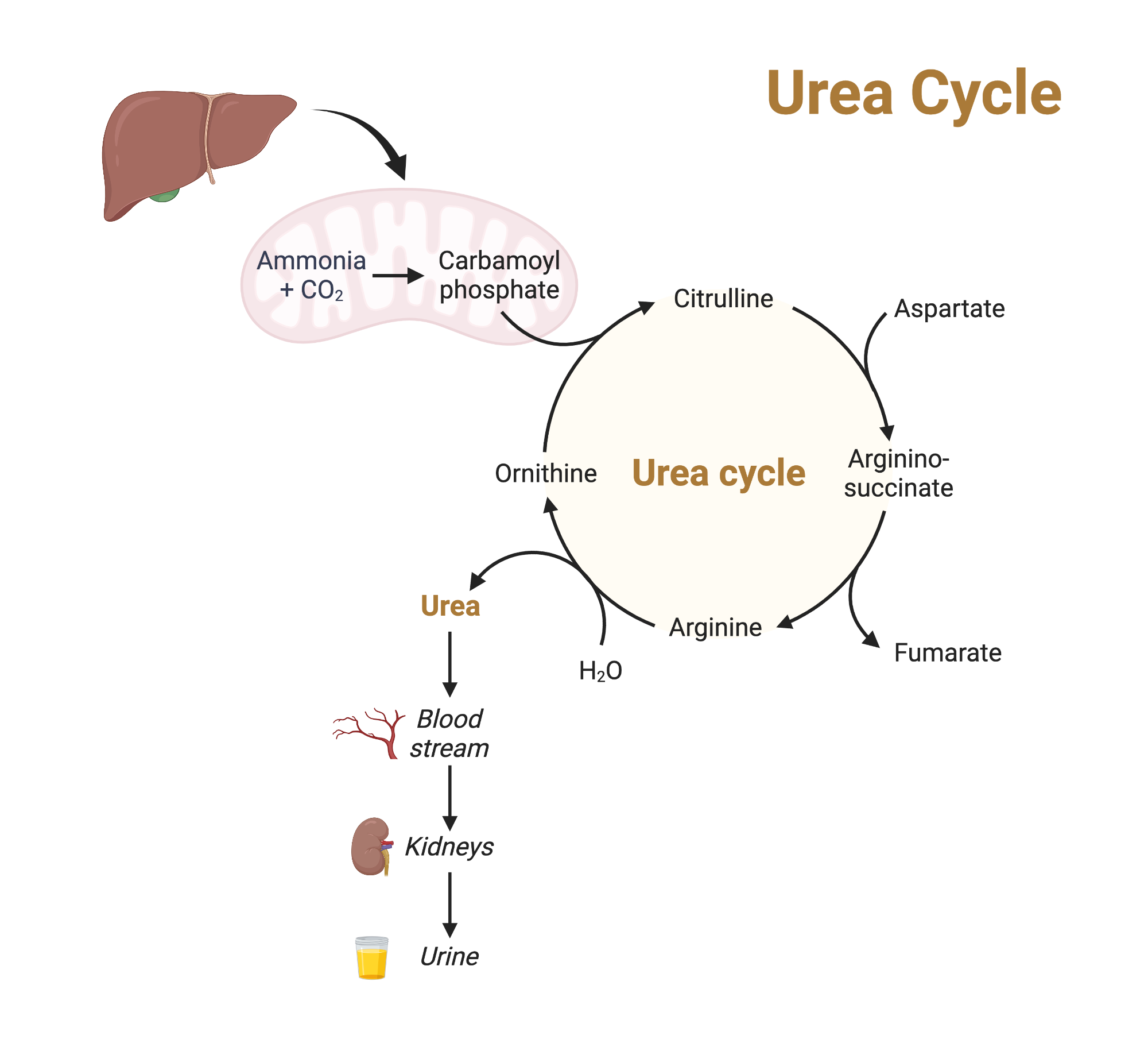 Urea Cycle Biorender Science Templates
