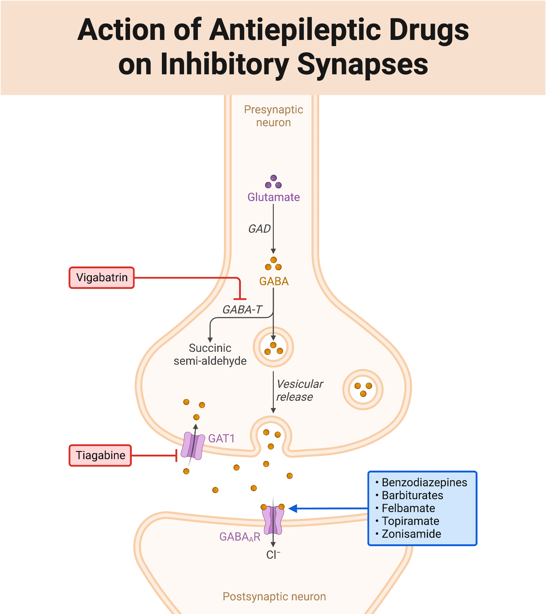 Action of Antiepileptic Drugs on Inhibitory Synapses | BioRender ...