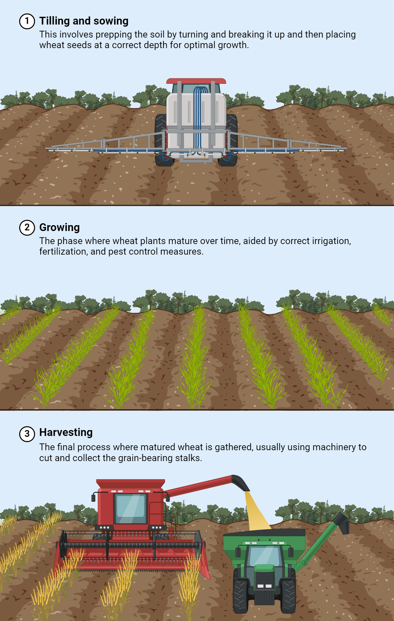 Wheat Farming Processes | BioRender Science Templates