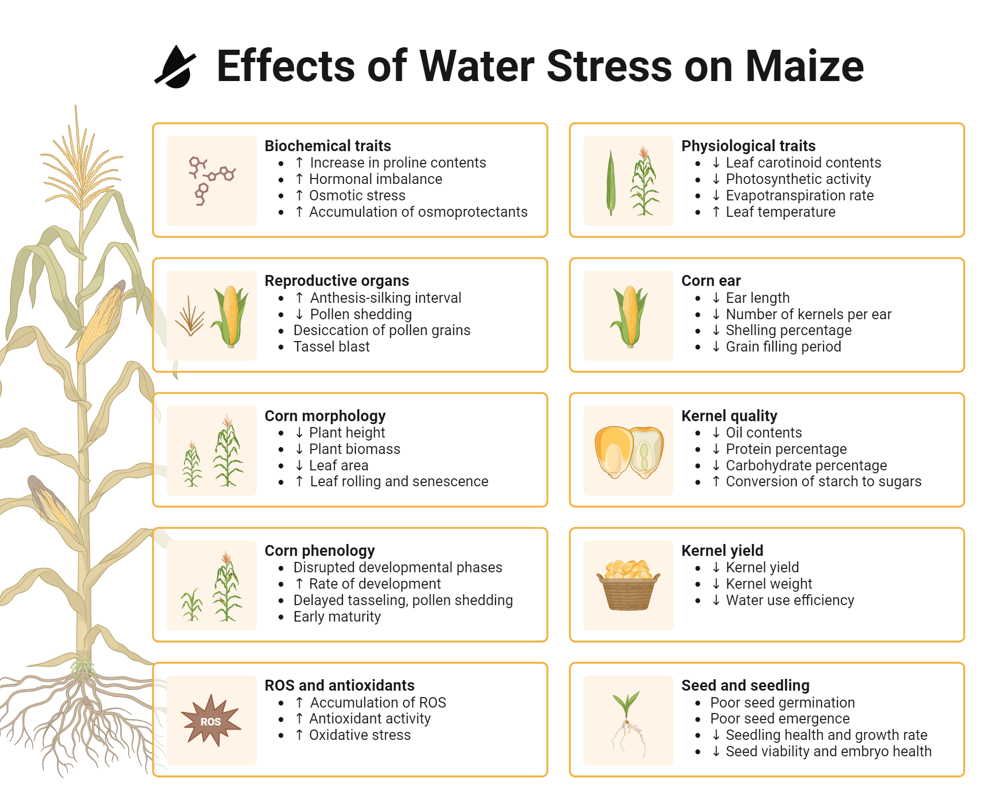 Effects of Water Stress on Maize | BioRender Science Templates