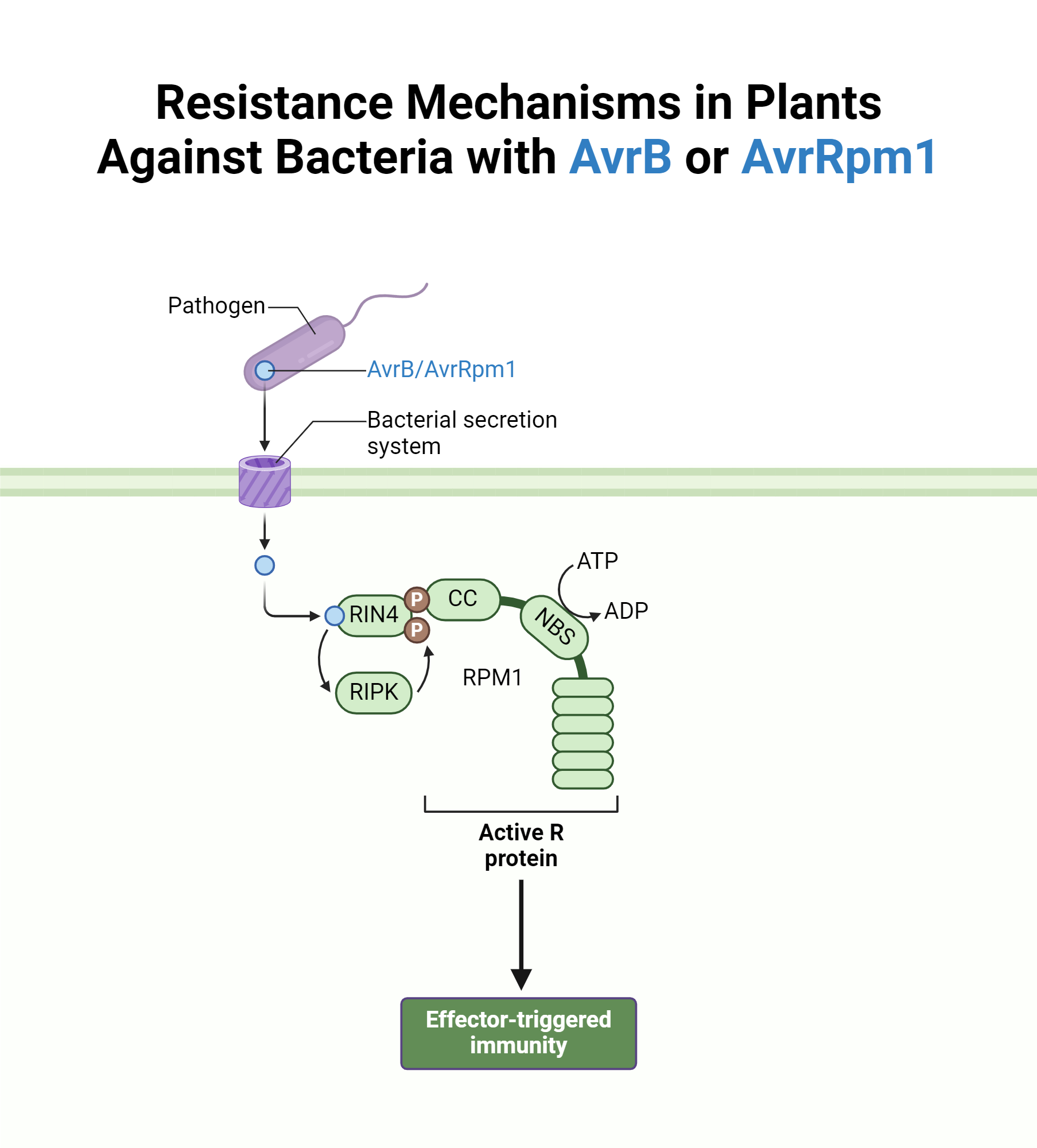 Resistance Mechanisms in Plants Against Bacteria with AvrB or AvrRpm1 ...