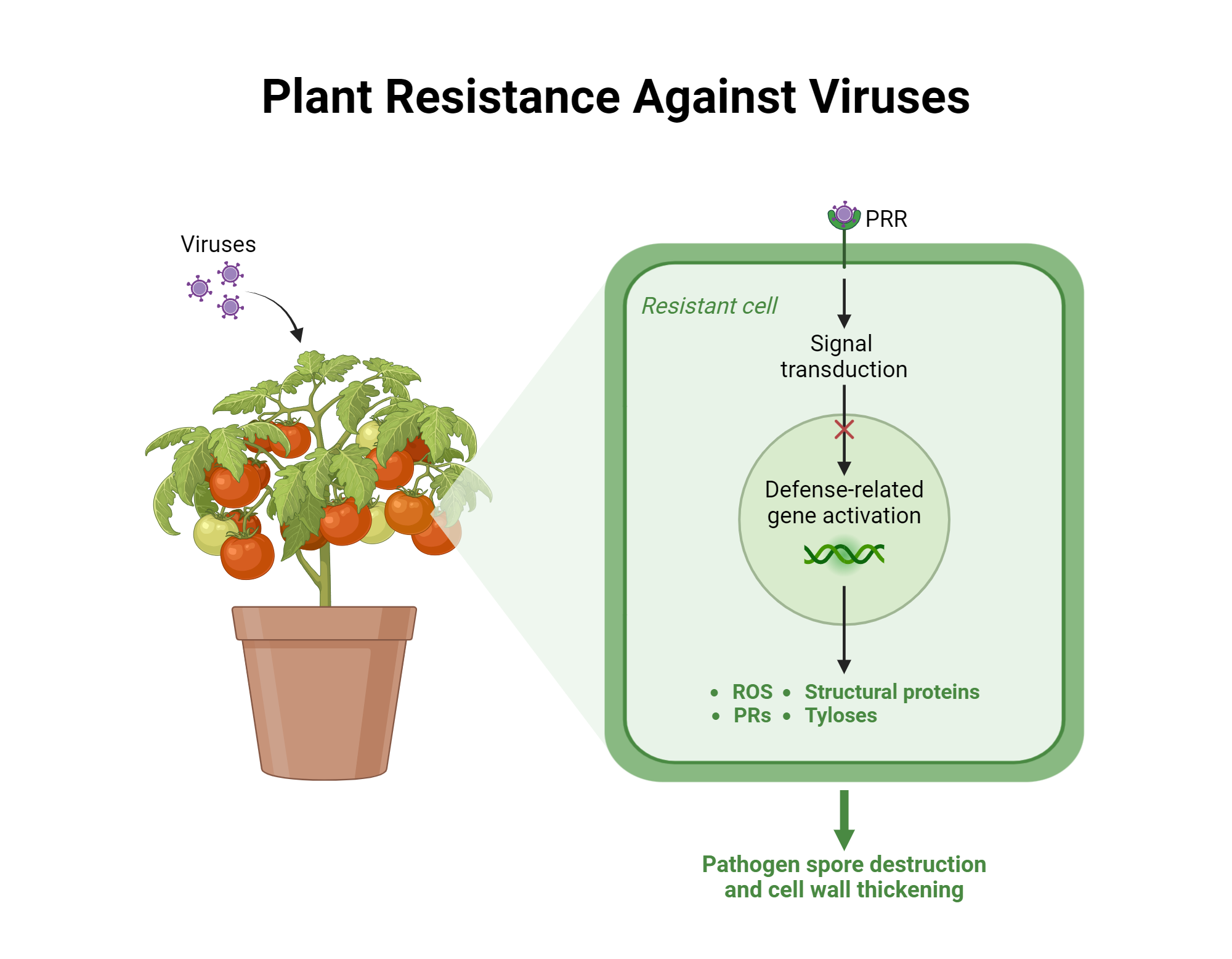 Plant Resistance Against Viruses | BioRender Science Templates