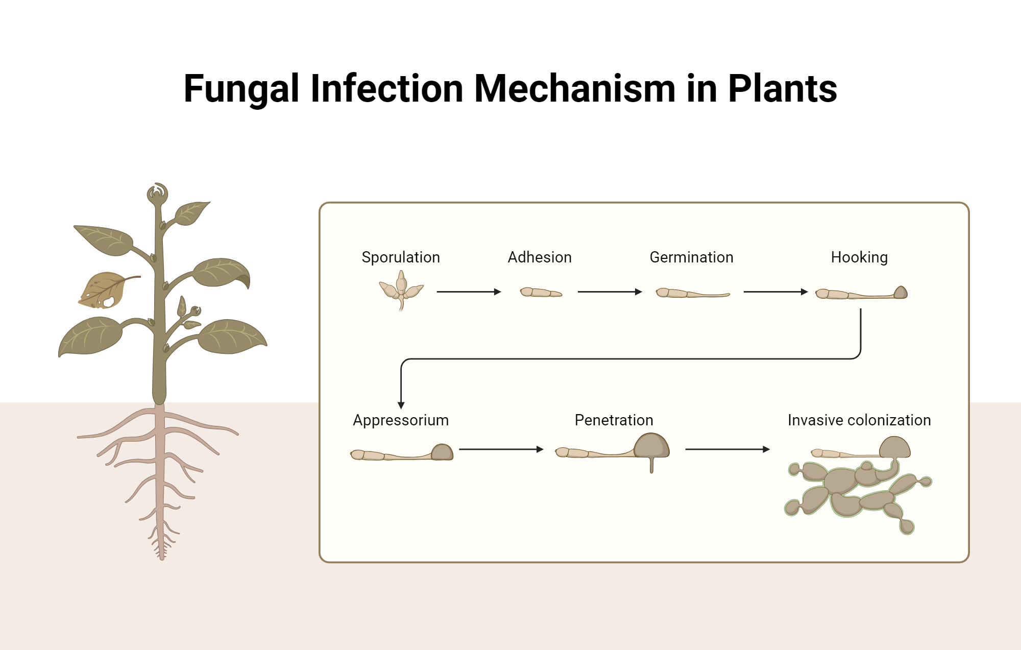 Fungal Infection Mechanism in Plants | BioRender Science Templates