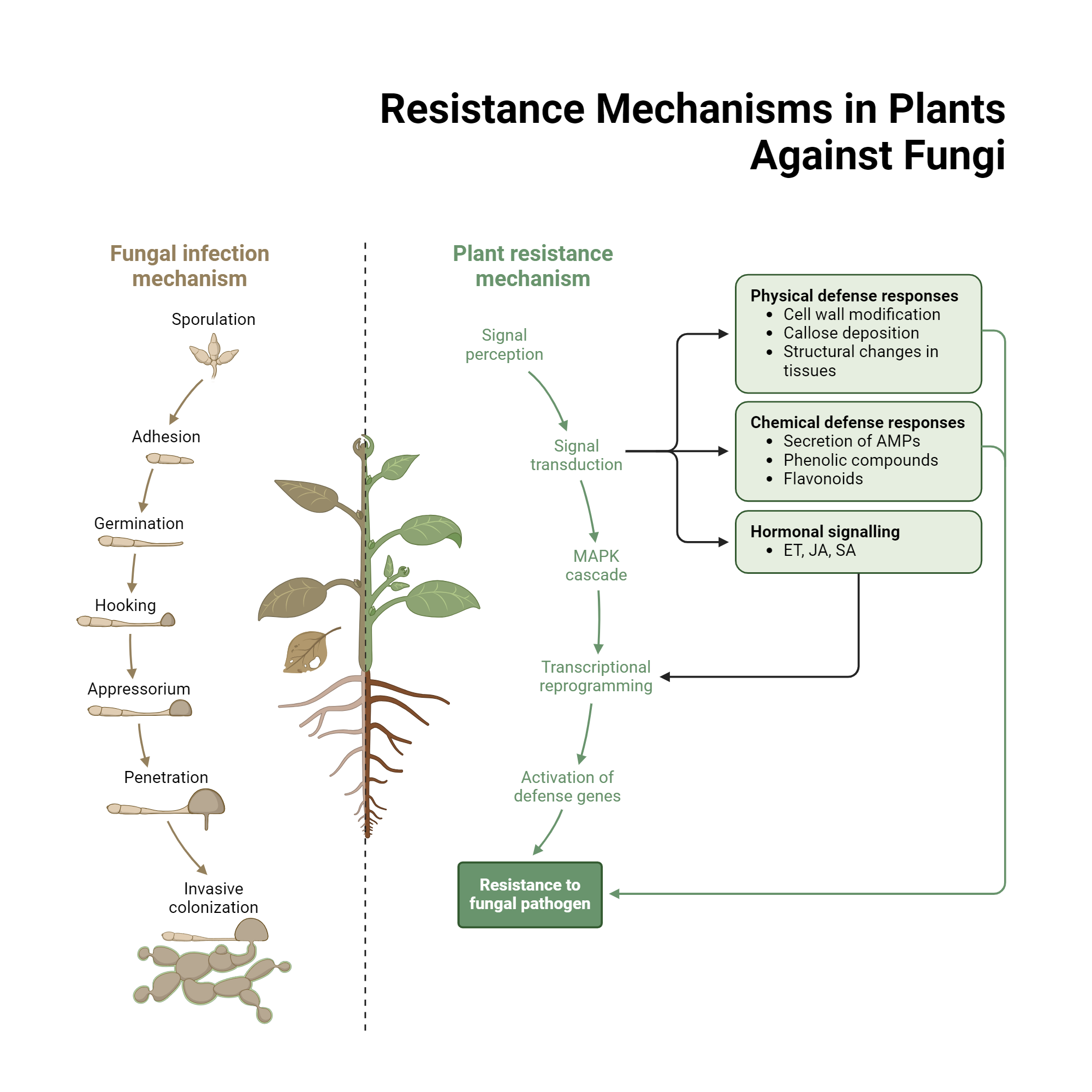 Resistance Mechanisms in Plants Against Fungi | BioRender Science Templates