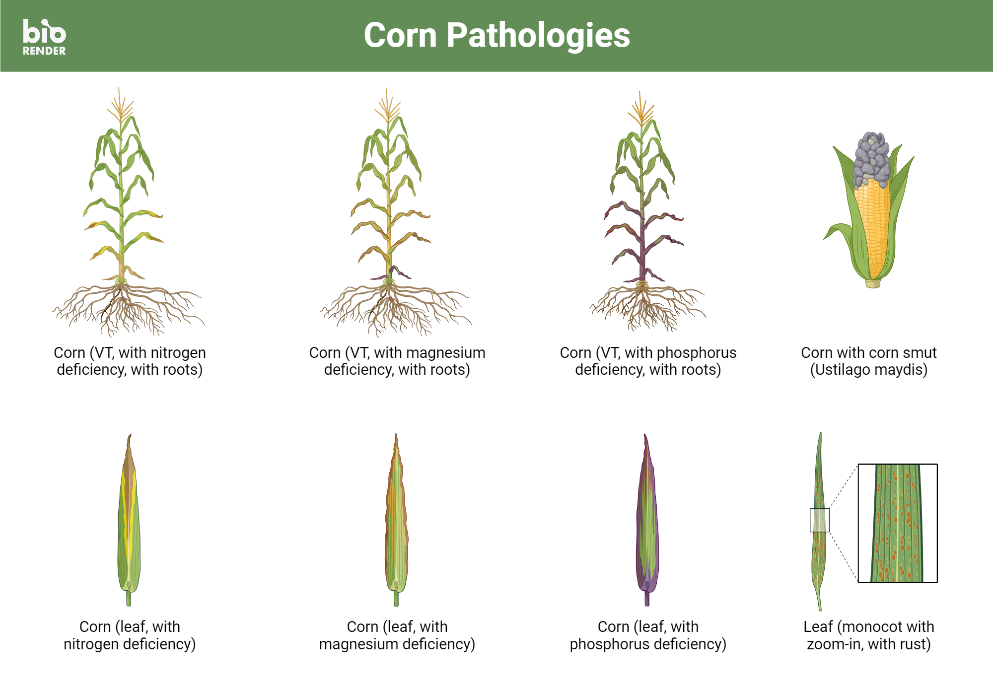 Icon Pack - Corn Pathologies | BioRender Science Templates