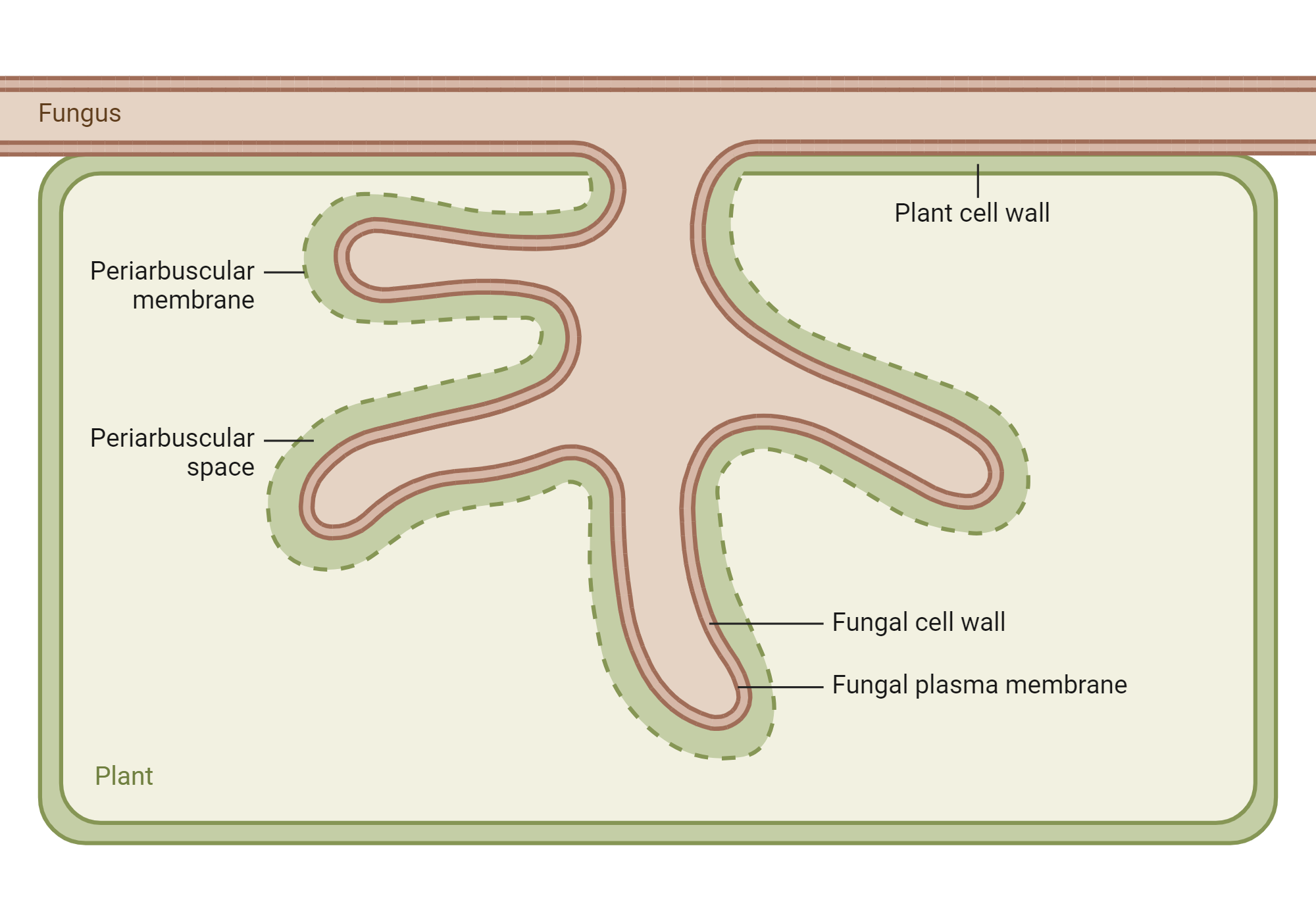 Arbuscule-Cortical Cell Interface | BioRender Science Templates
