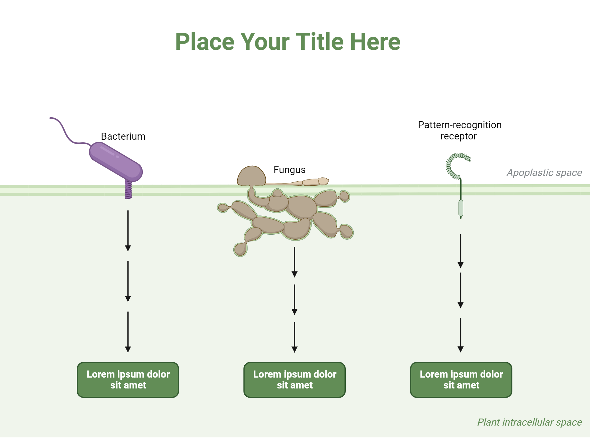 Plant Interaction with Pathogens (Layout) | BioRender Science Templates