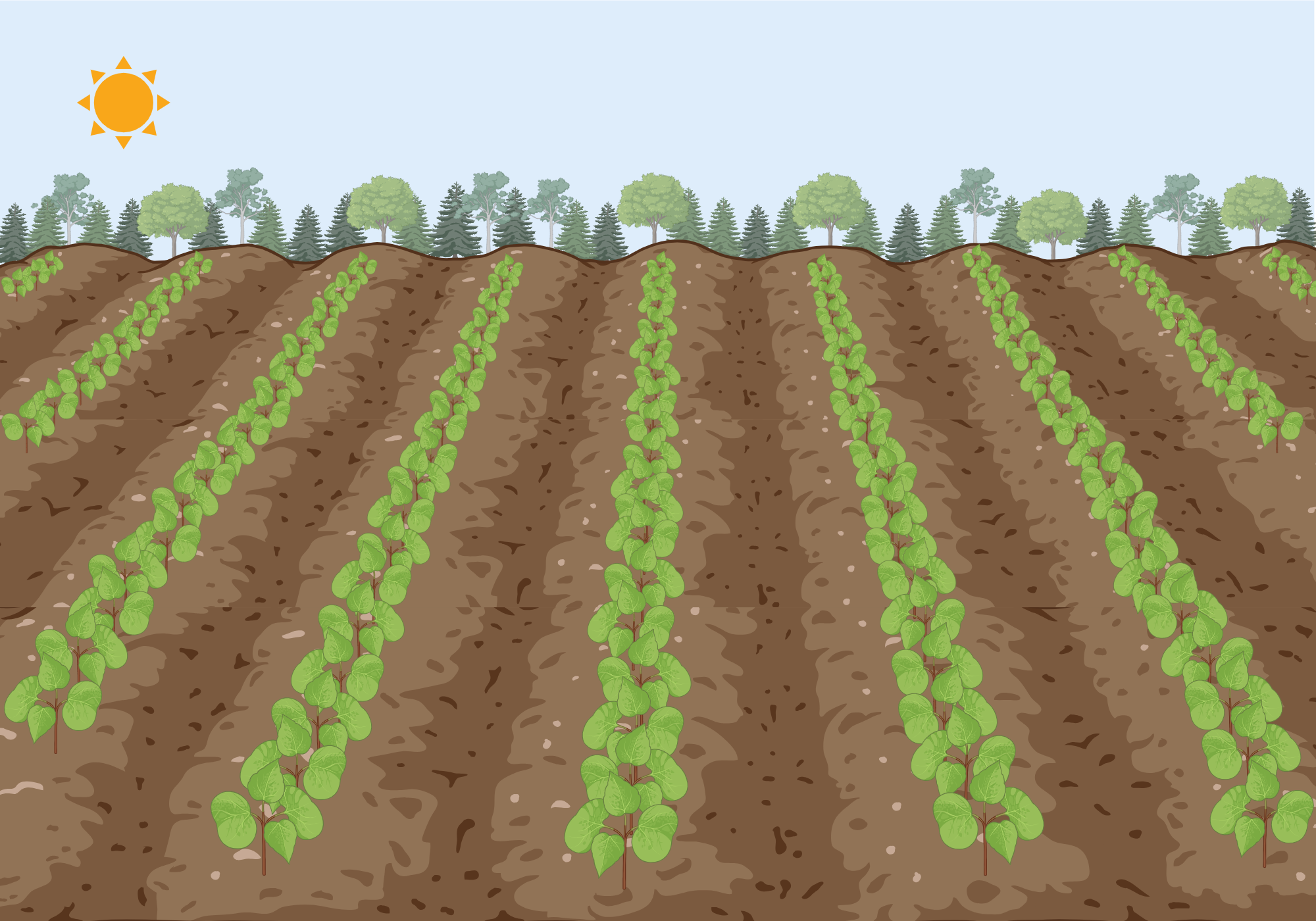 Cotton Field (Seedling) | BioRender Science Templates