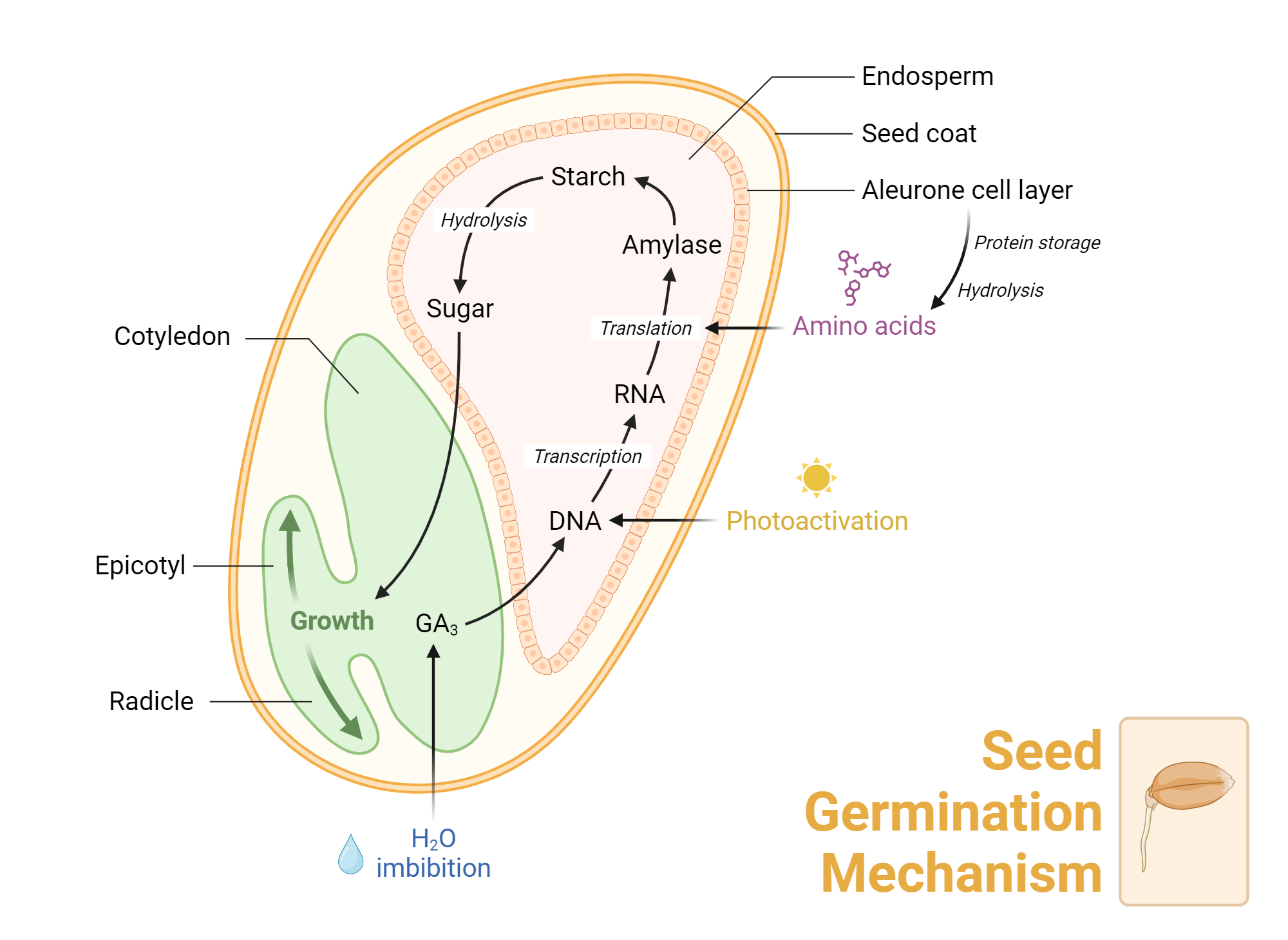 Seed Germination Mechanism | BioRender Science Templates