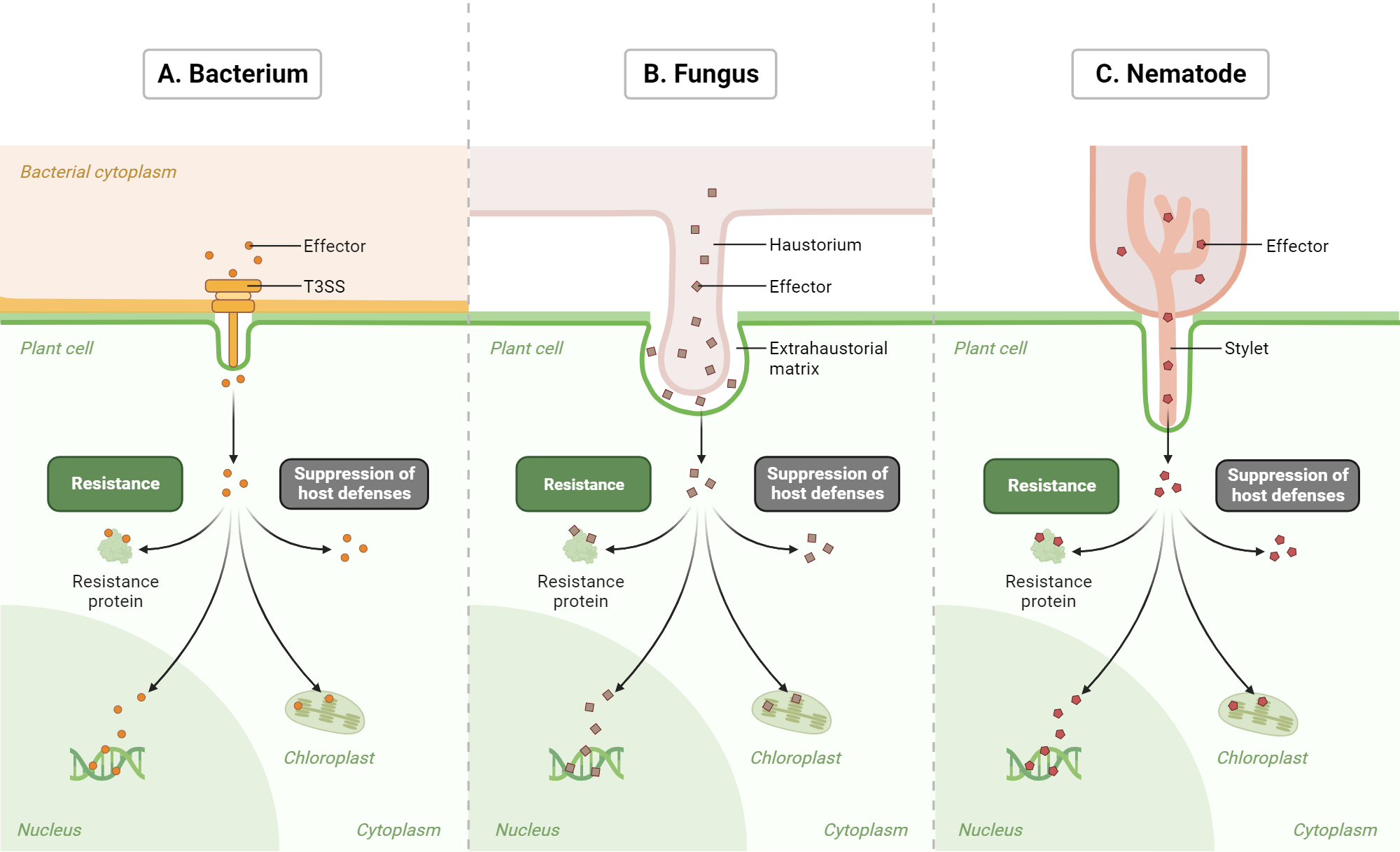 Host-cell Targeted Effectors Comparison | BioRender Science Templates