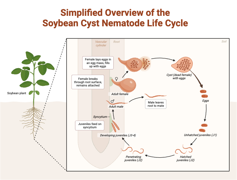 Soybean Cyst Nematode Life Cycle | BioRender Science Templates