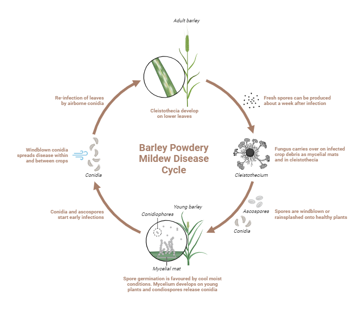 Barley Powdery Mildew Disease Cycle | BioRender Science Templates
