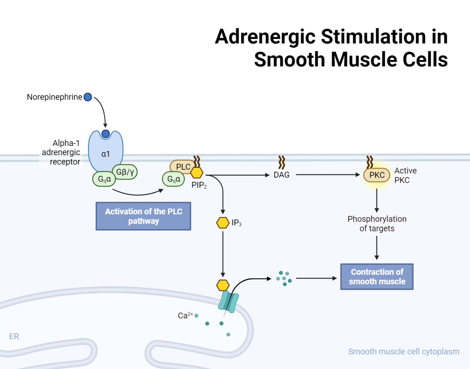Adrenergic Stimulation in Smooth Muscle Cells | BioRender Science Templates