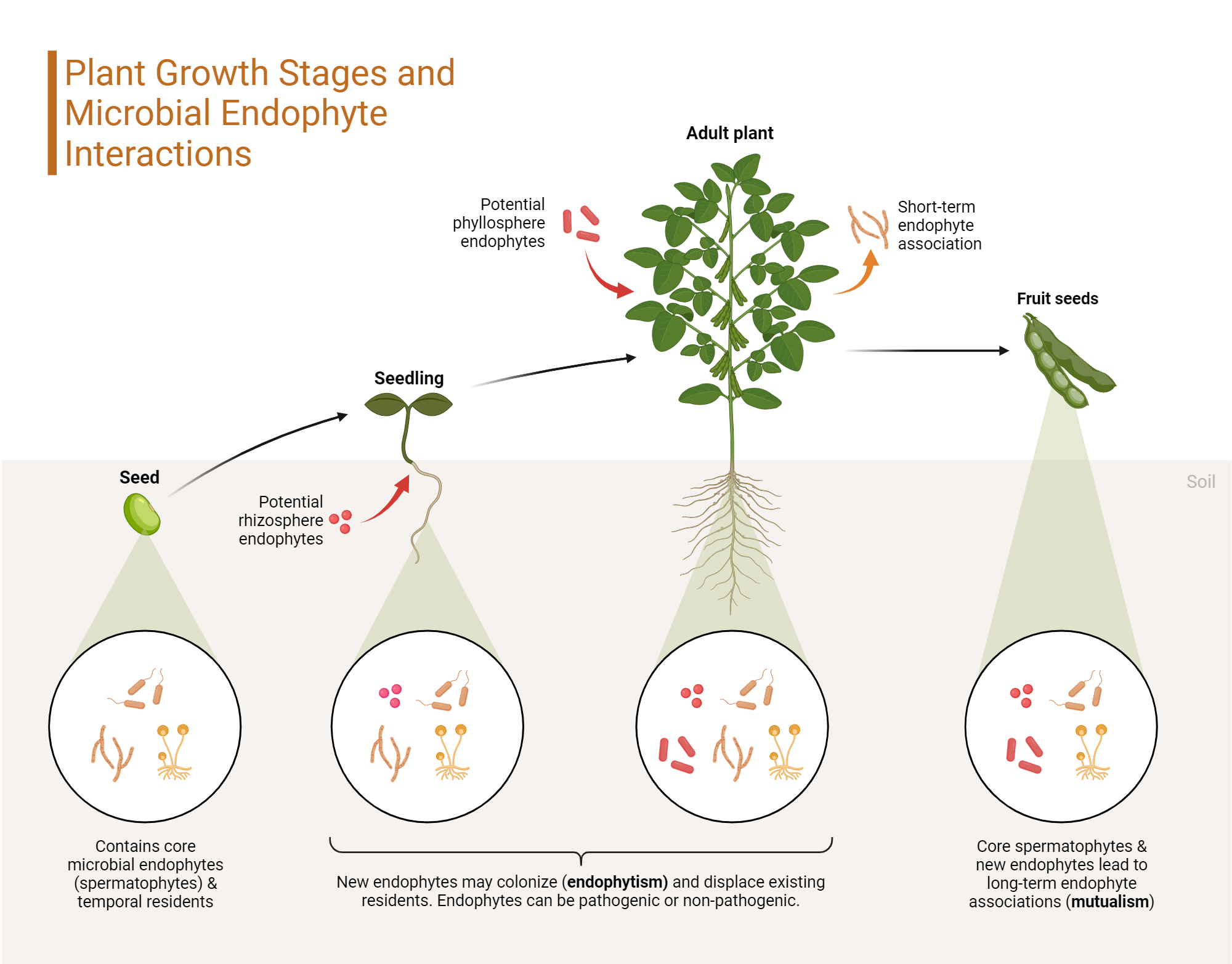 Plant Growth Stages and Microbial Endophyte Interactions | BioRender ...