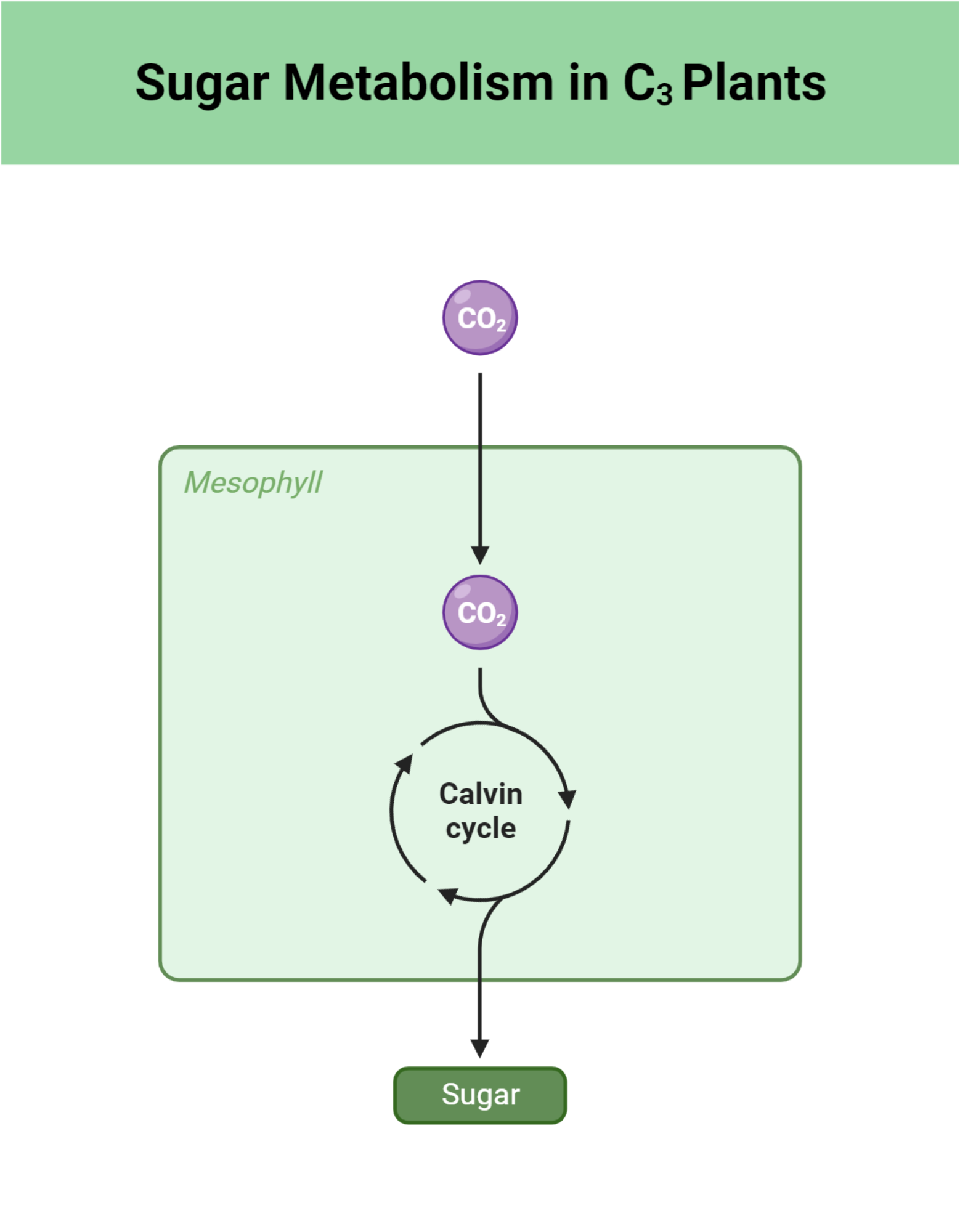 Sugar Metabolism in C3 Plants | BioRender Science Templates