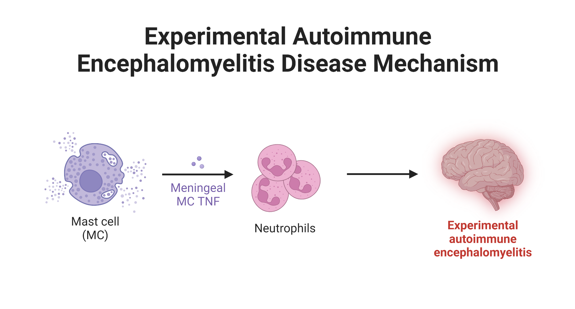 Experimental Autoimmune Encephalomyelitis Disease Mechanism | BioRender ...
