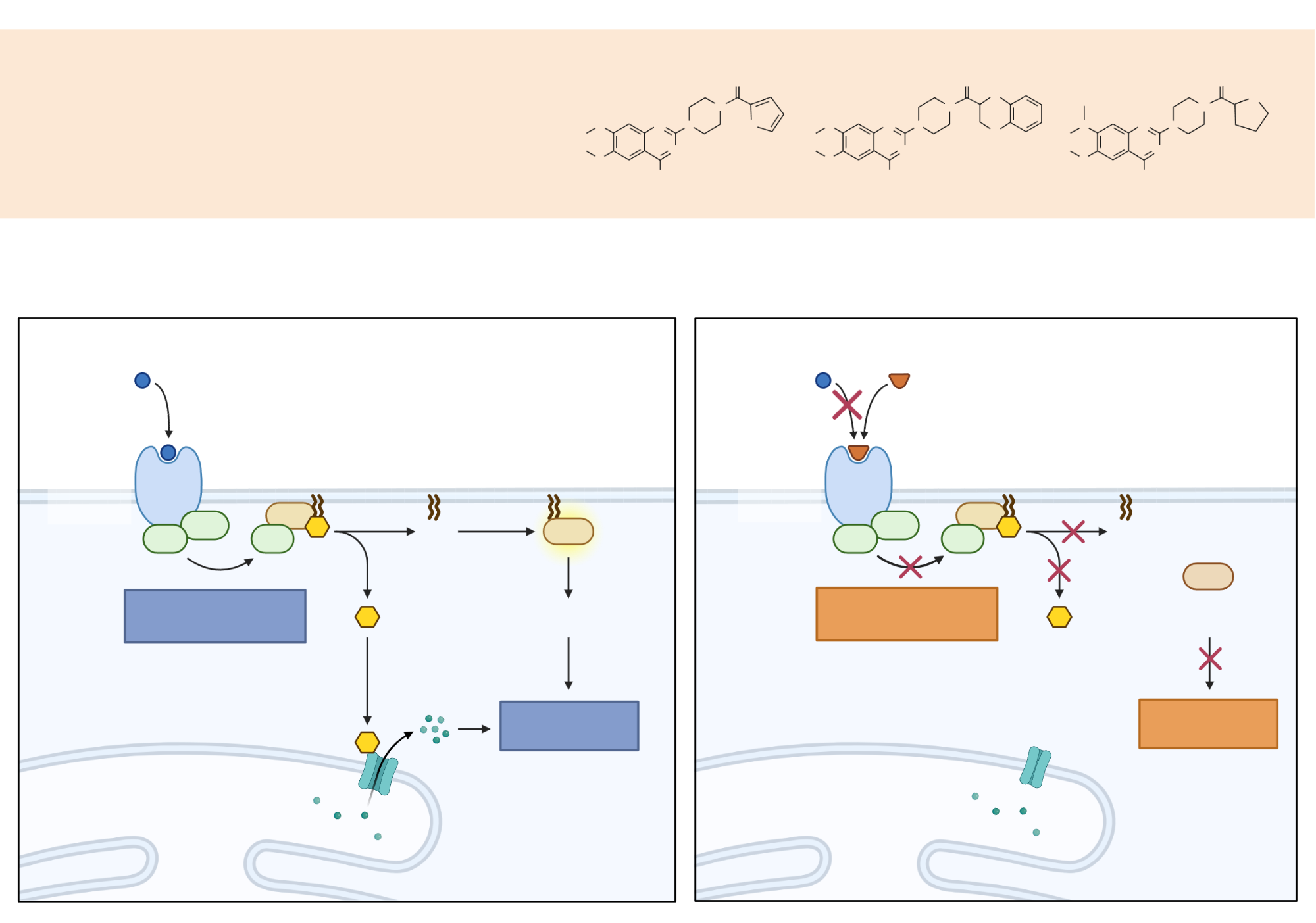 Mechanism of Action of Alpha-1 Blockers | BioRender Science Templates