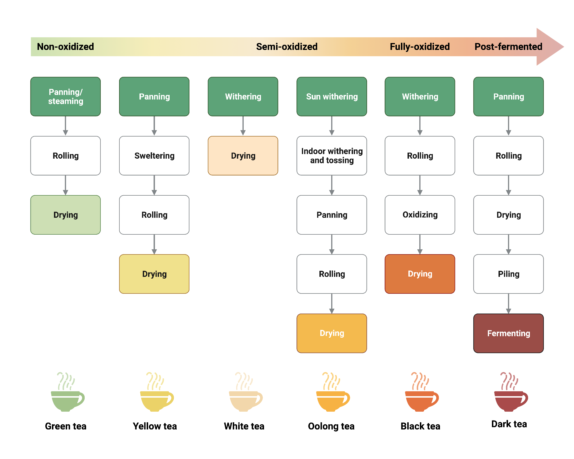 Tea Processing | BioRender Science Templates
