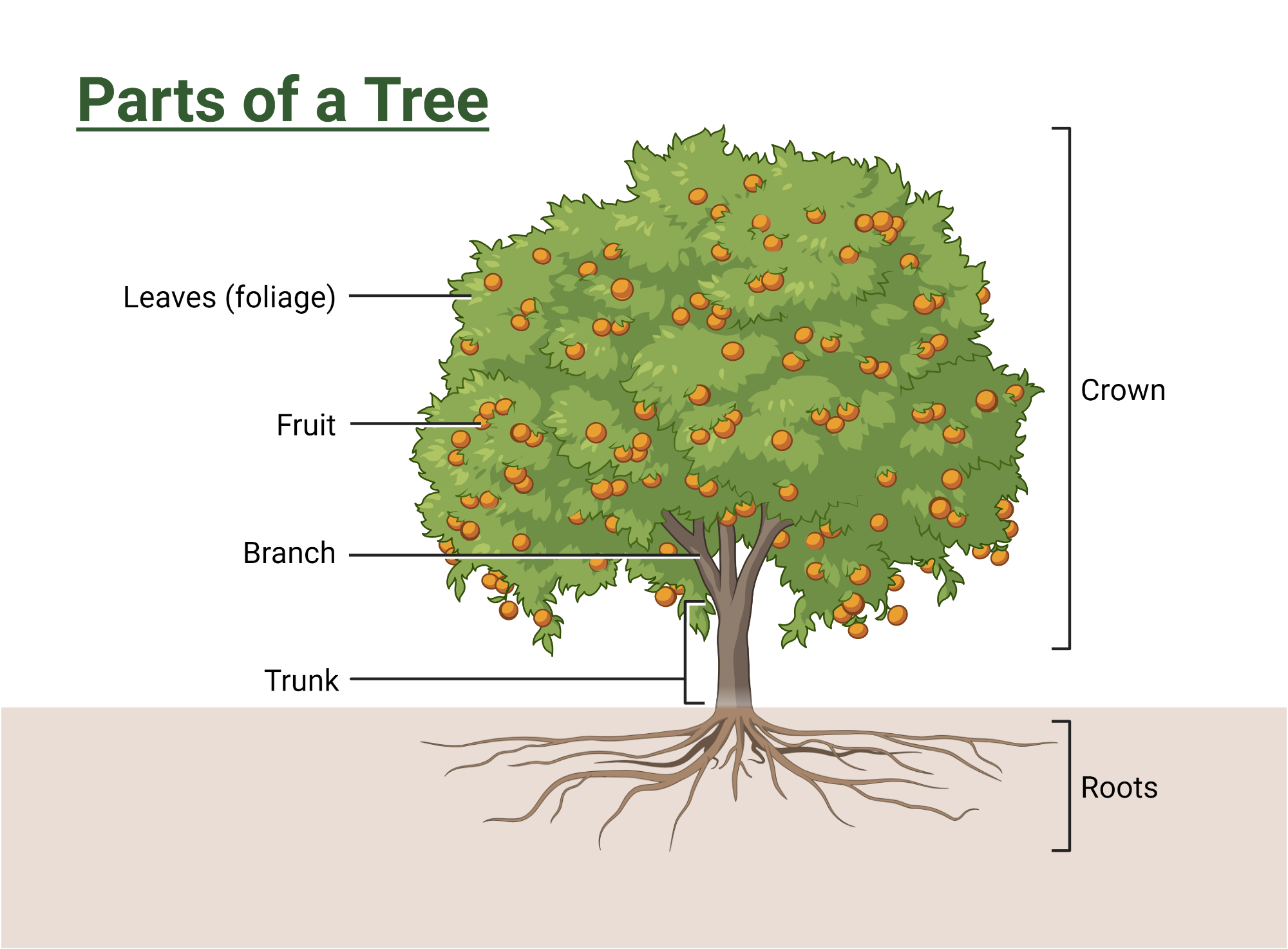 Parts of a Tree | BioRender Science Templates