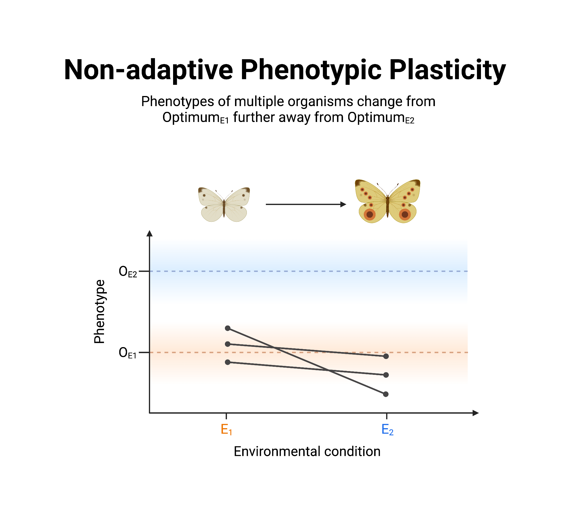 Non-adaptive Phenotypic Plasticity | BioRender Science Templates