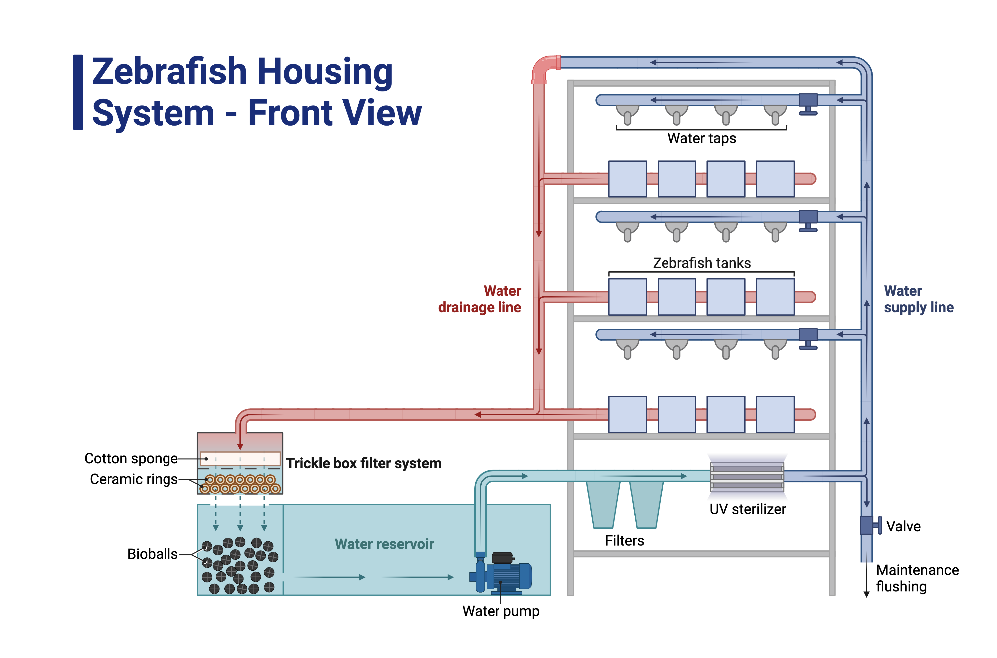 Zebrafish Housing System - Front View | BioRender Science Templates