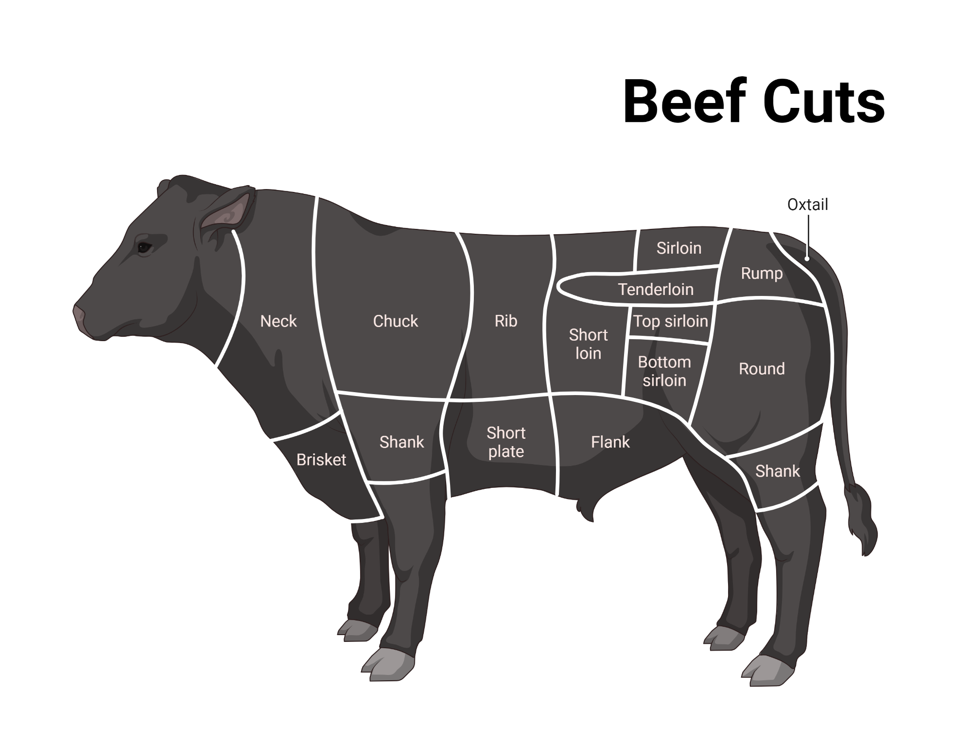 Beef Cuts | BioRender Science Templates